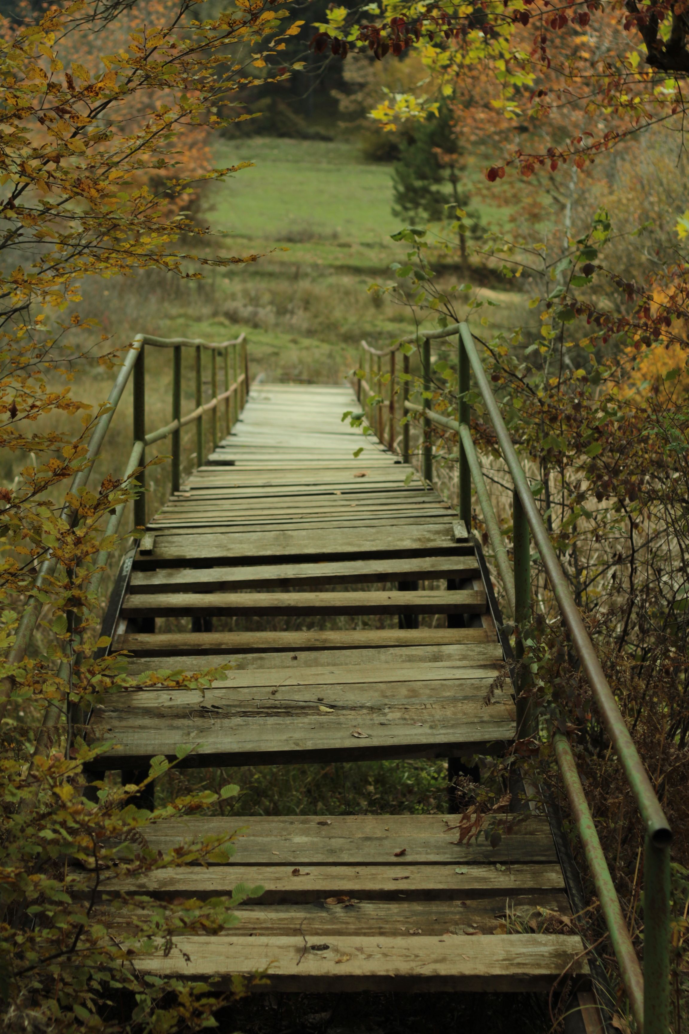 Scenic Wooden Bridge in Autumnal Forest · Free Stock Photo