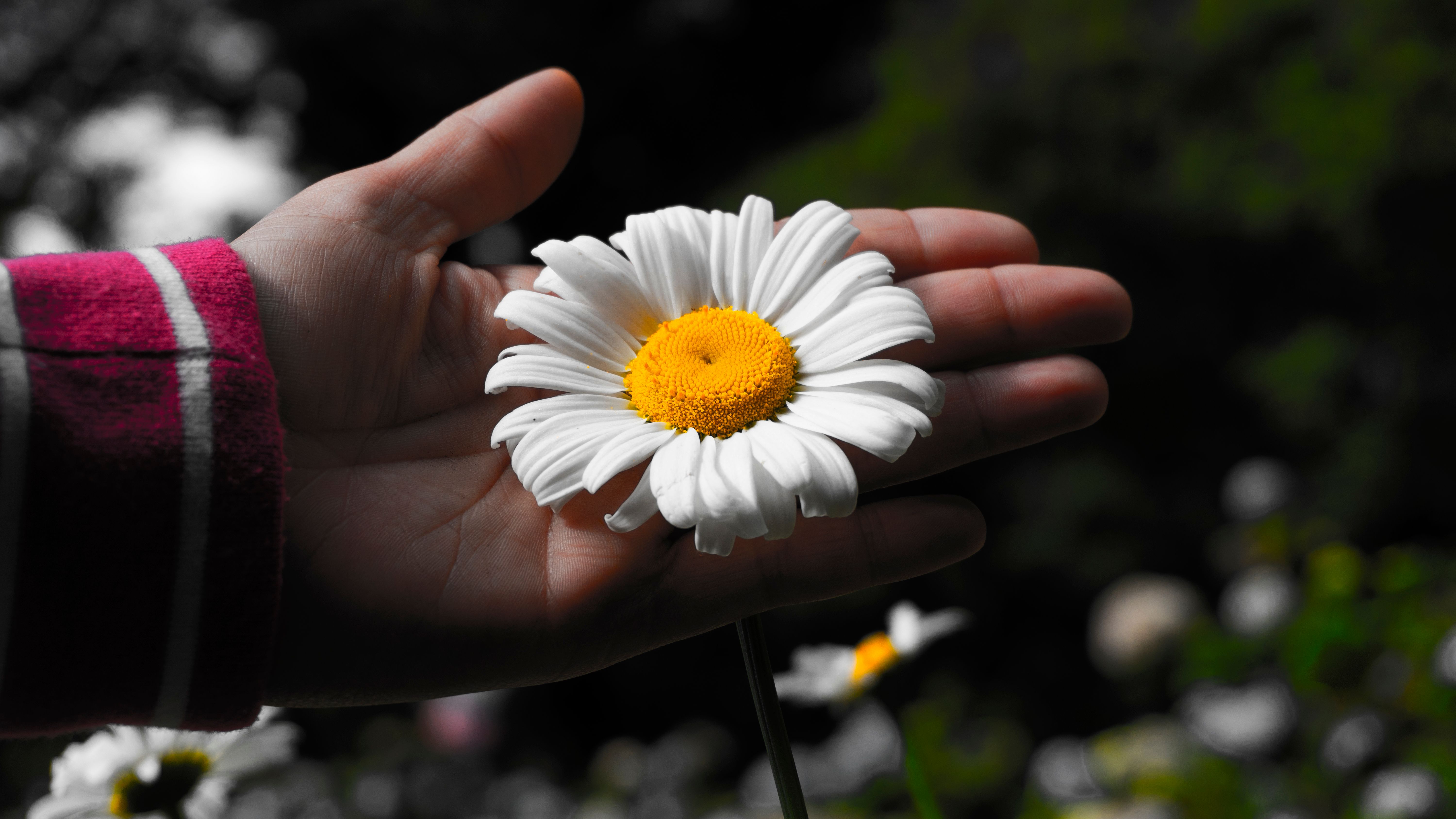 Hand Holding a Daisy Flower in El Salvador · Free Stock Photo