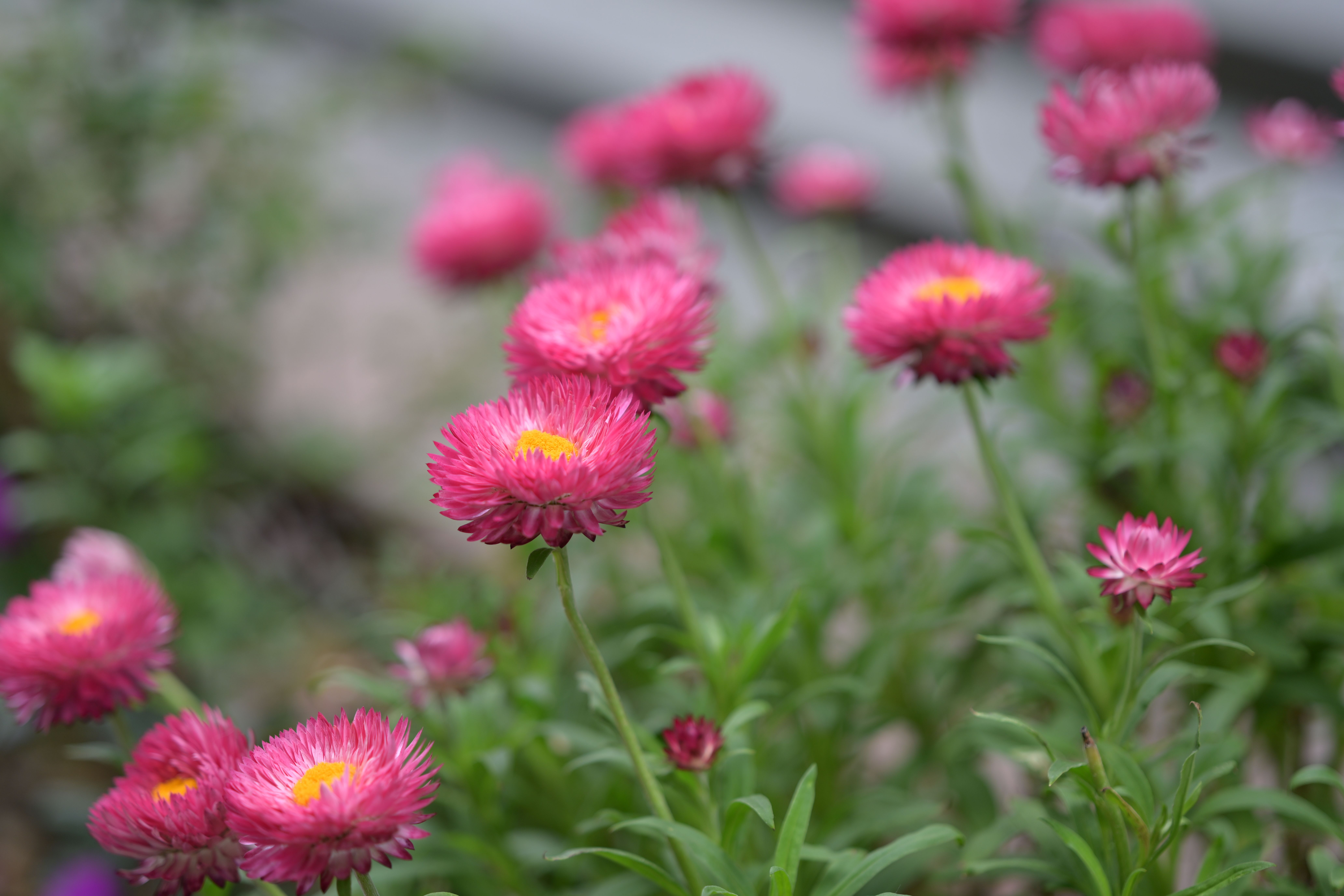 Vibrant Pink Strawflowers in Blooming Garden · Free Stock Photo
