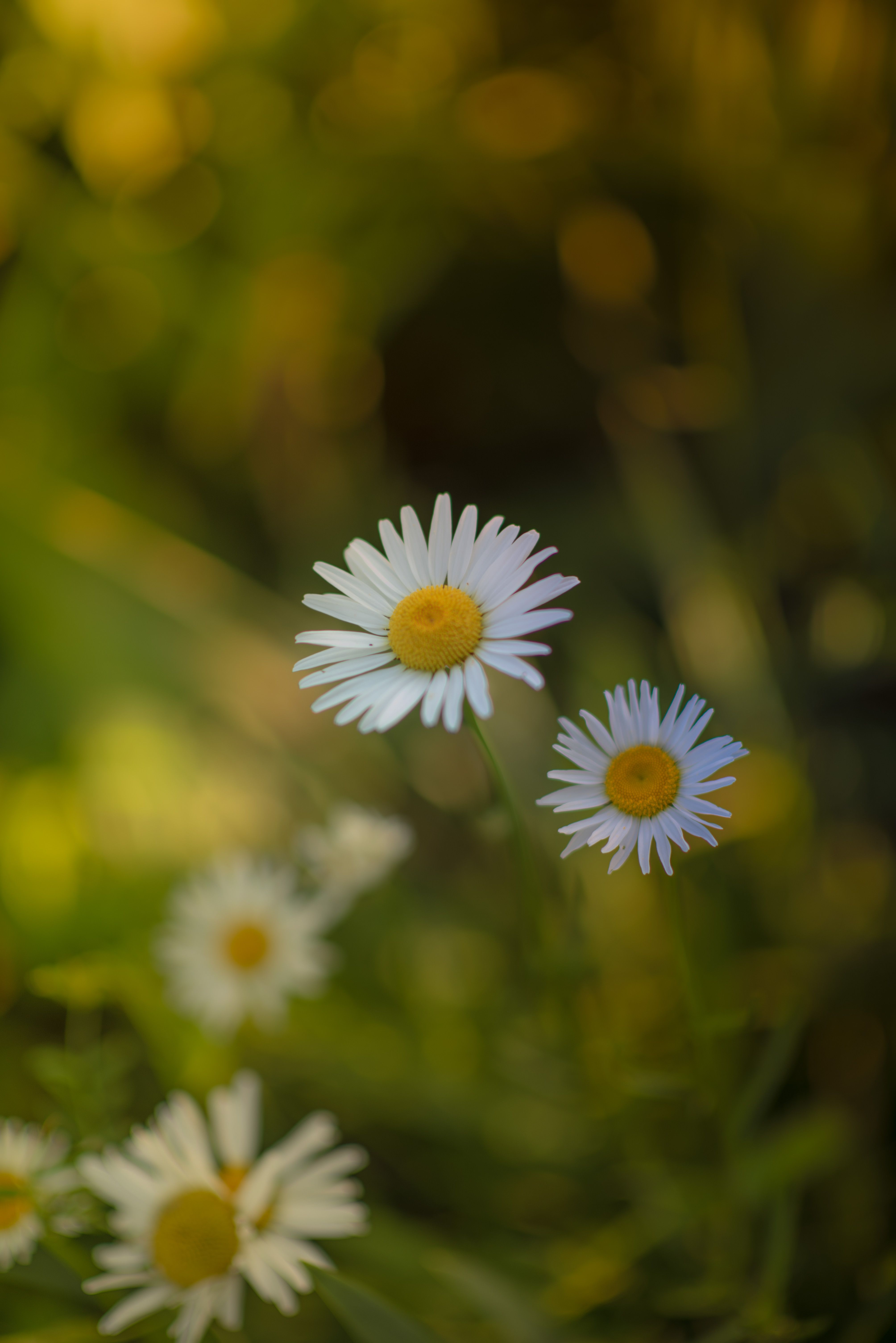 Close-Up of Chamomile Flowers in Bloom · Free Stock Photo