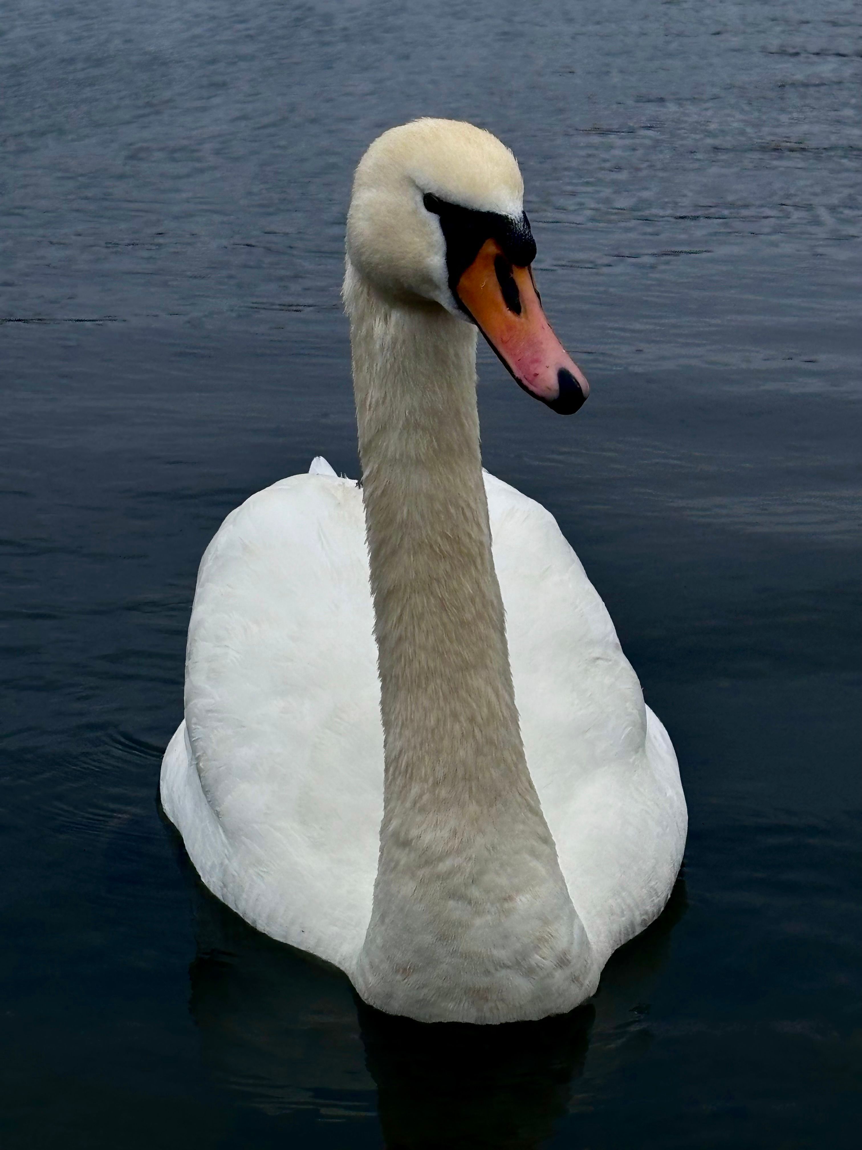 Graceful Swan Photos, Download The BEST Free Graceful Swan Stock Photos ...