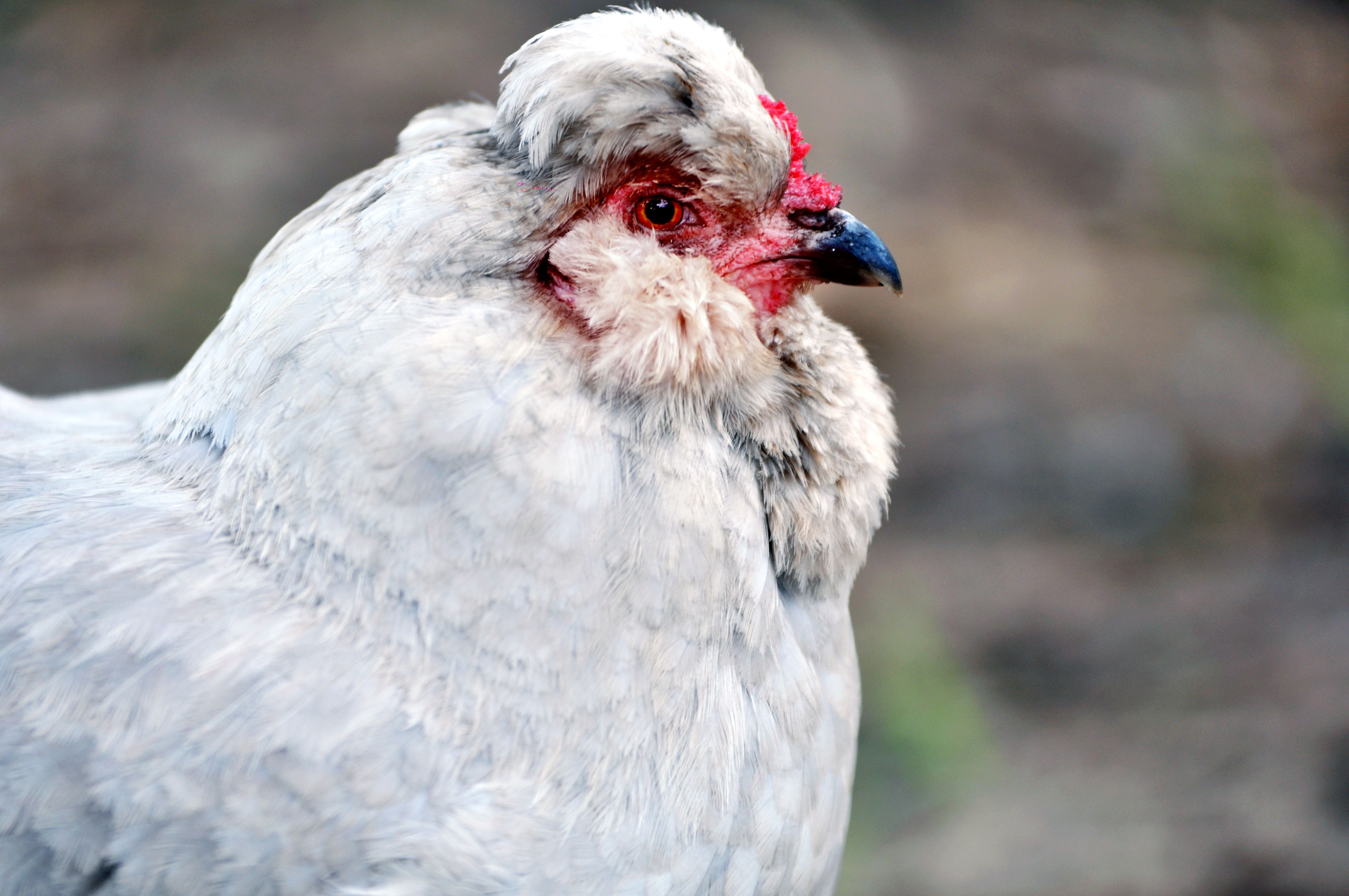 Poultry Farm Photos, Download The BEST Free Poultry Farm Stock Photos ...