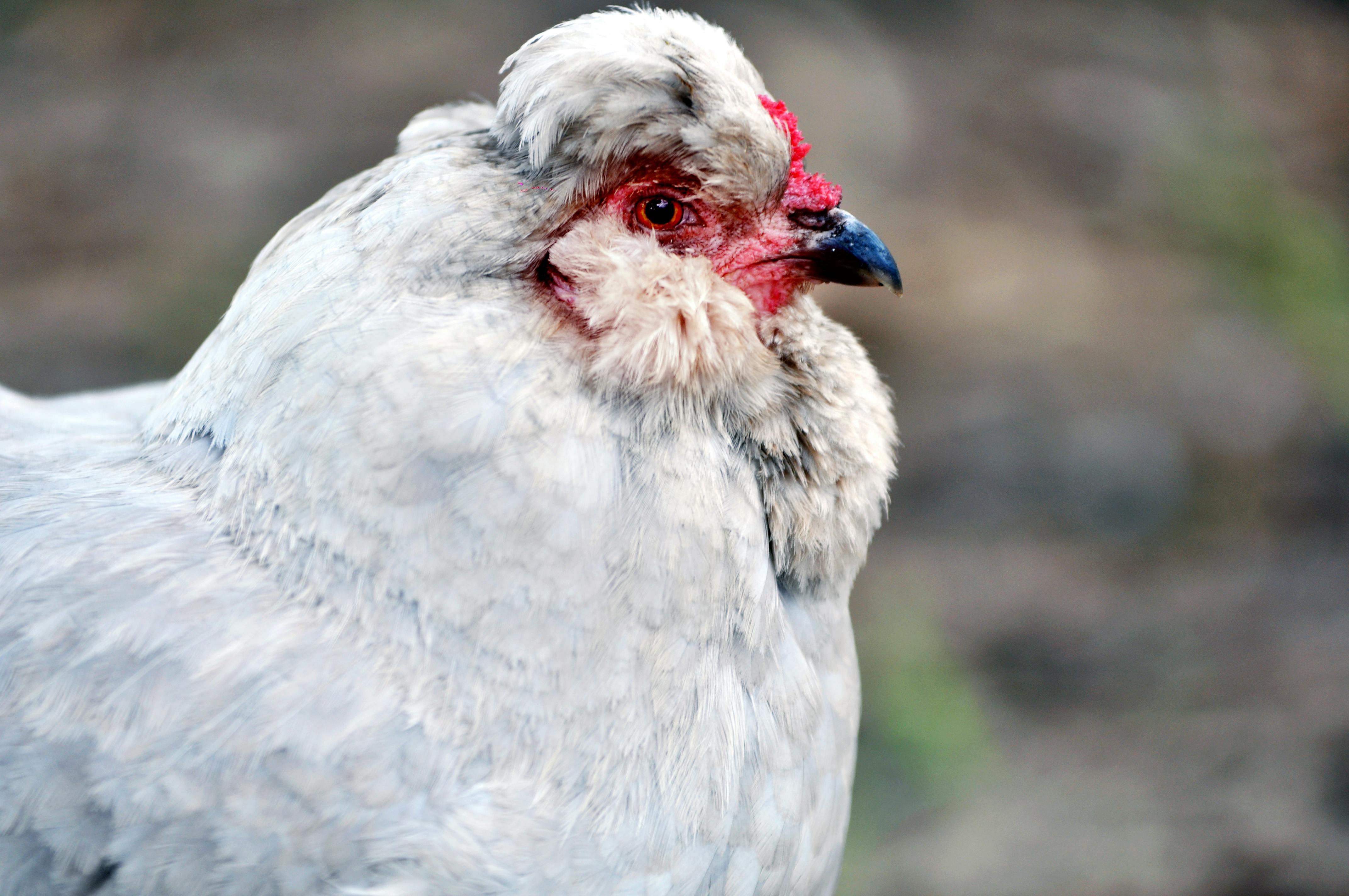 Close-up of a Fluffy Grey Chicken Portrait · Free Stock Photo