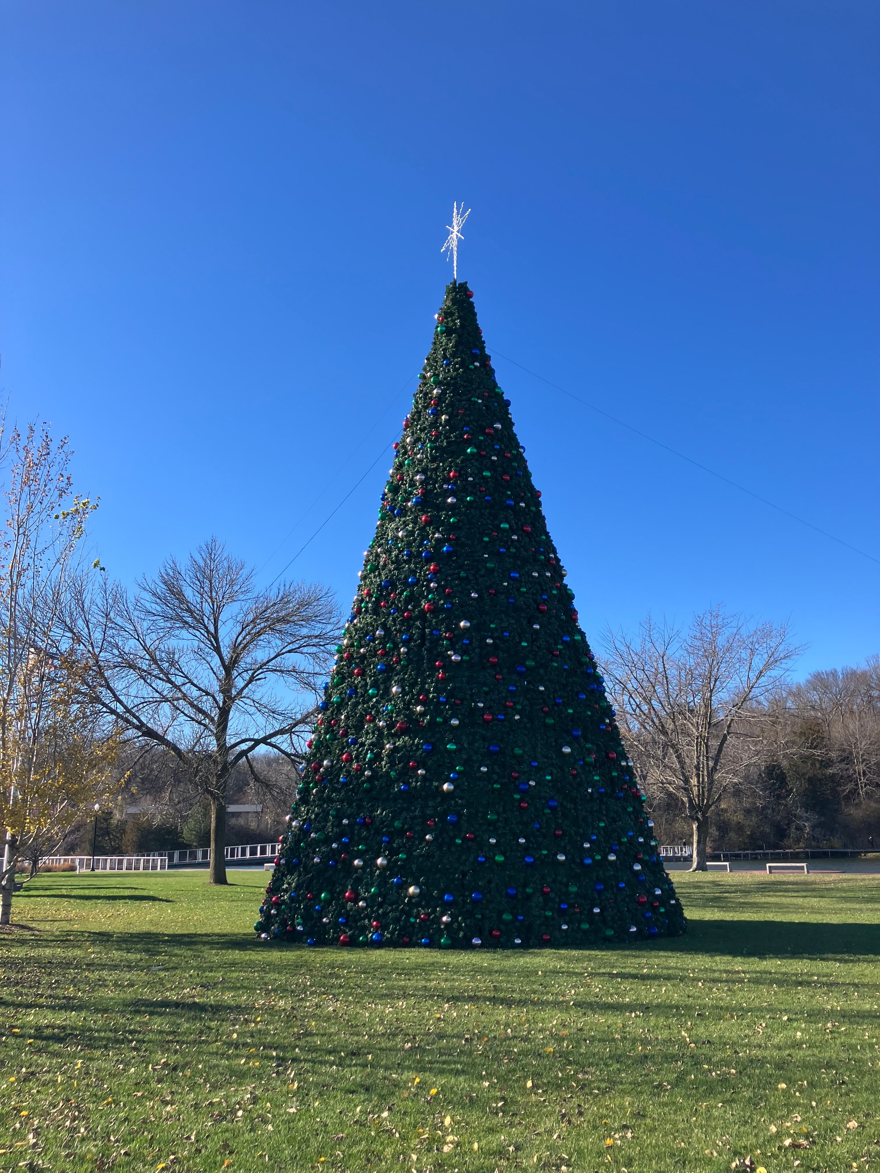 Tall Christmas Tree in a Park Setting · Free Stock Photo