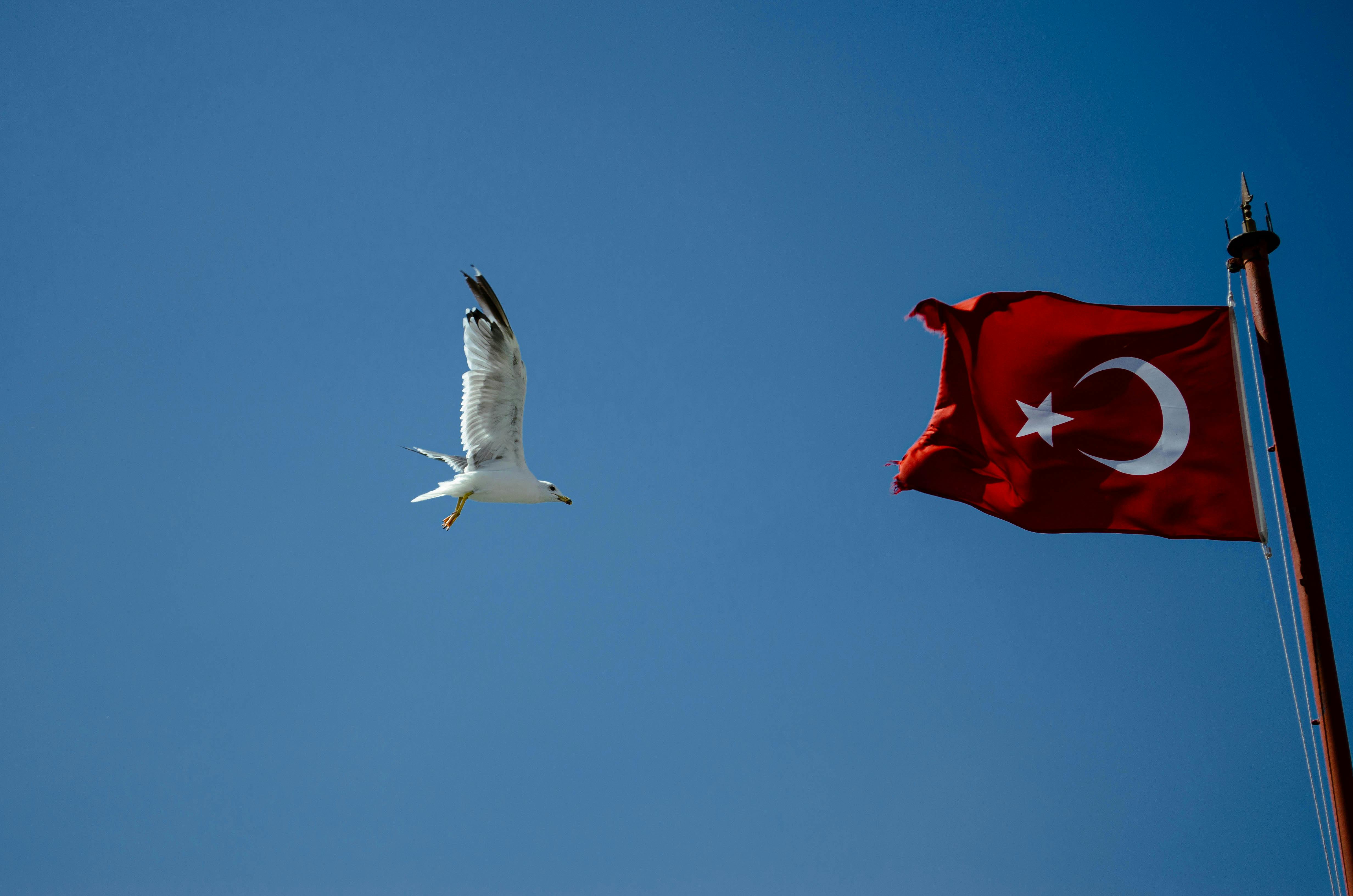 Seagull Soaring Beside Turkish Flag Under Blue Sky · Free Stock Photo