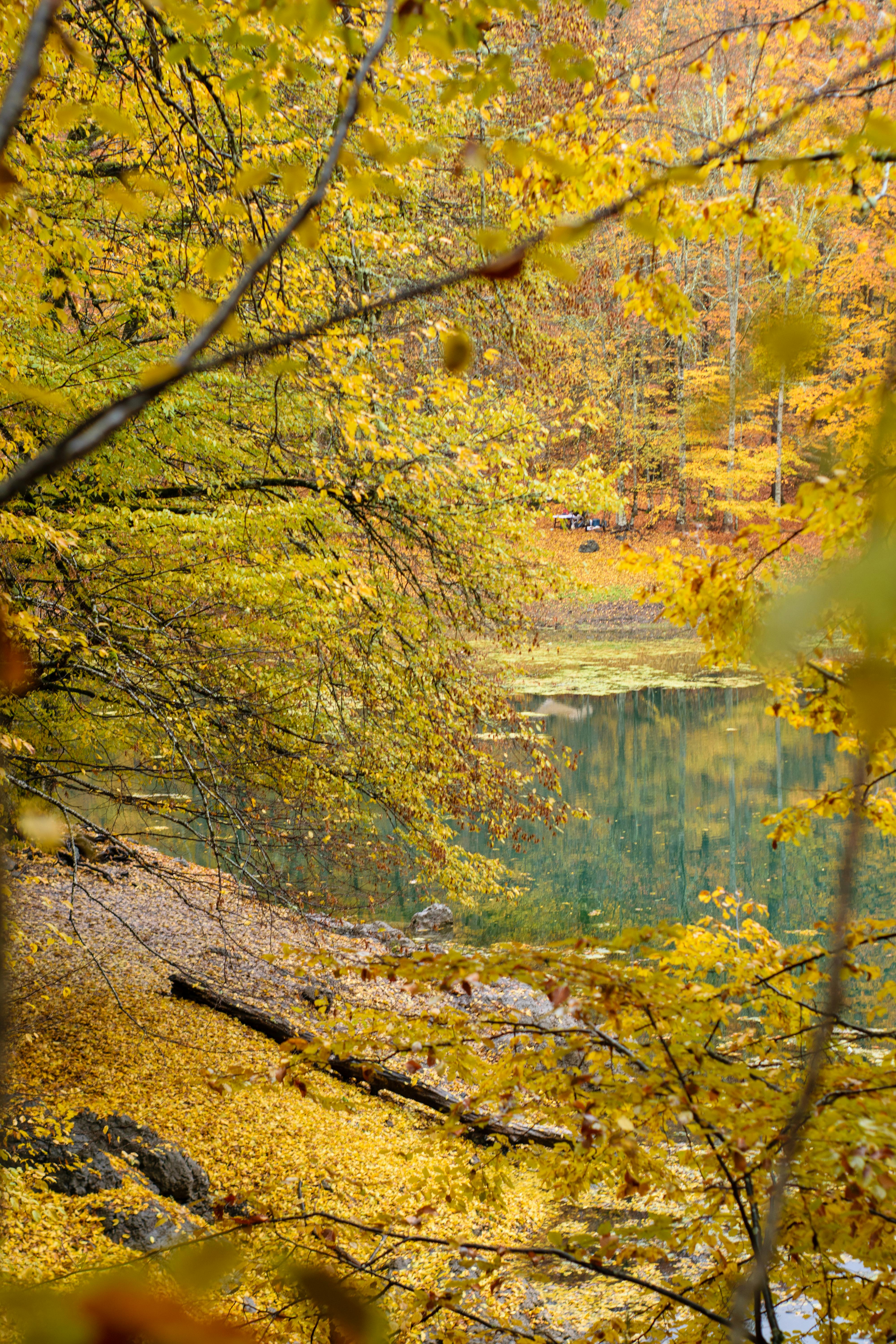Vibrant Autumn Lake Scene with Tree Reflections · Free Stock Photo