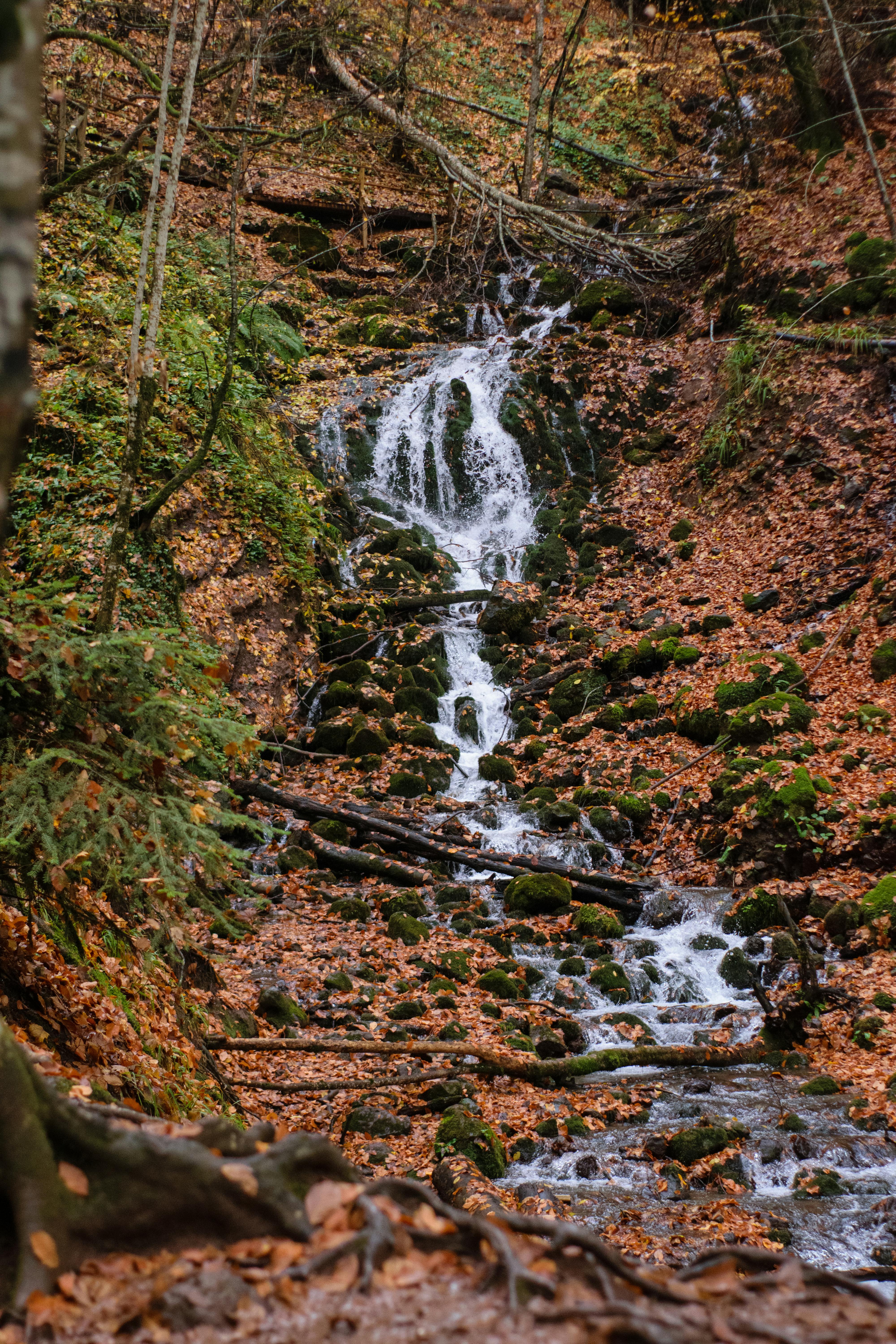 Idyllic Autumn Forest Waterfall Scene · Free Stock Photo