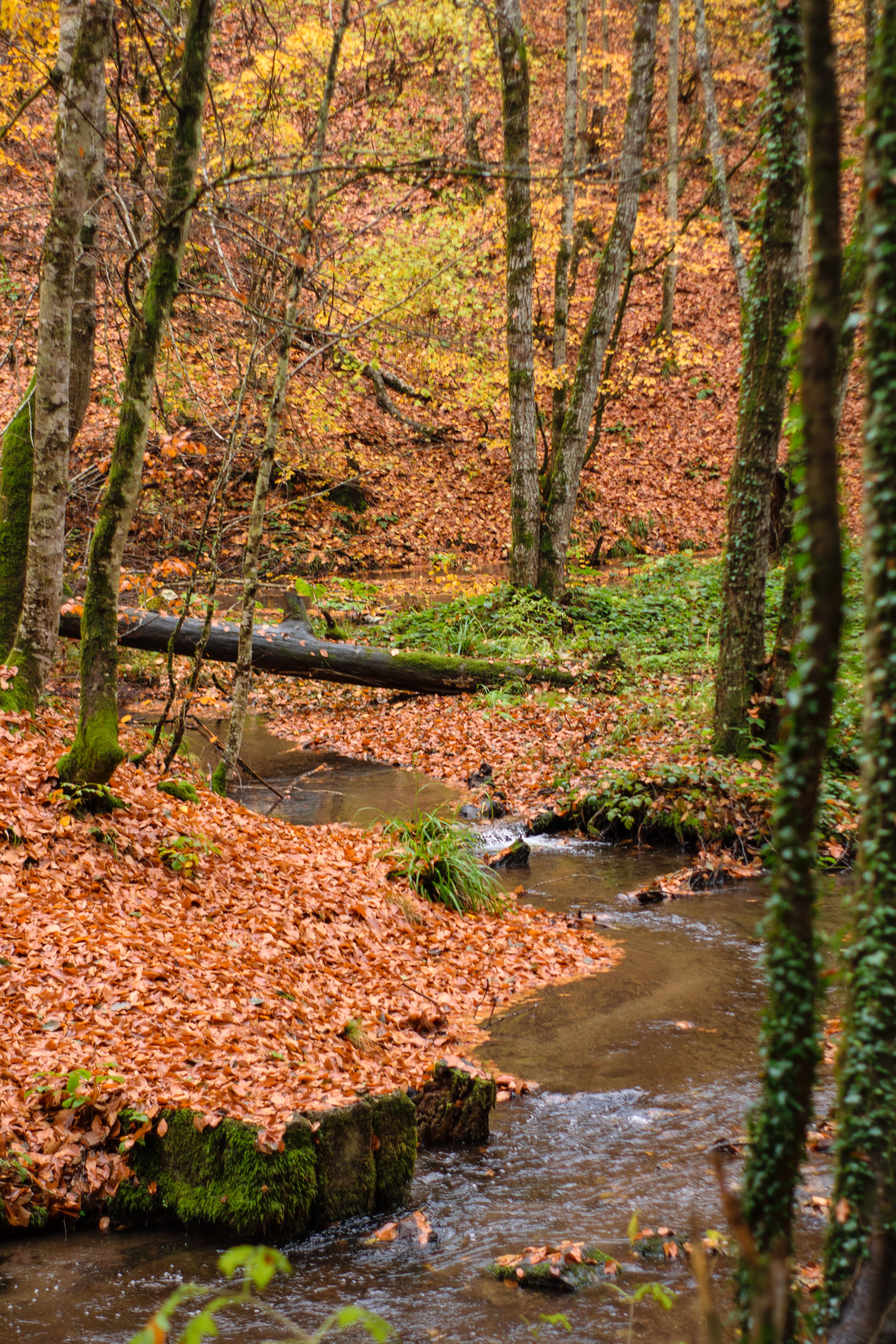 Serene Autumn Stream in Wooded Forest · Free Stock Photo