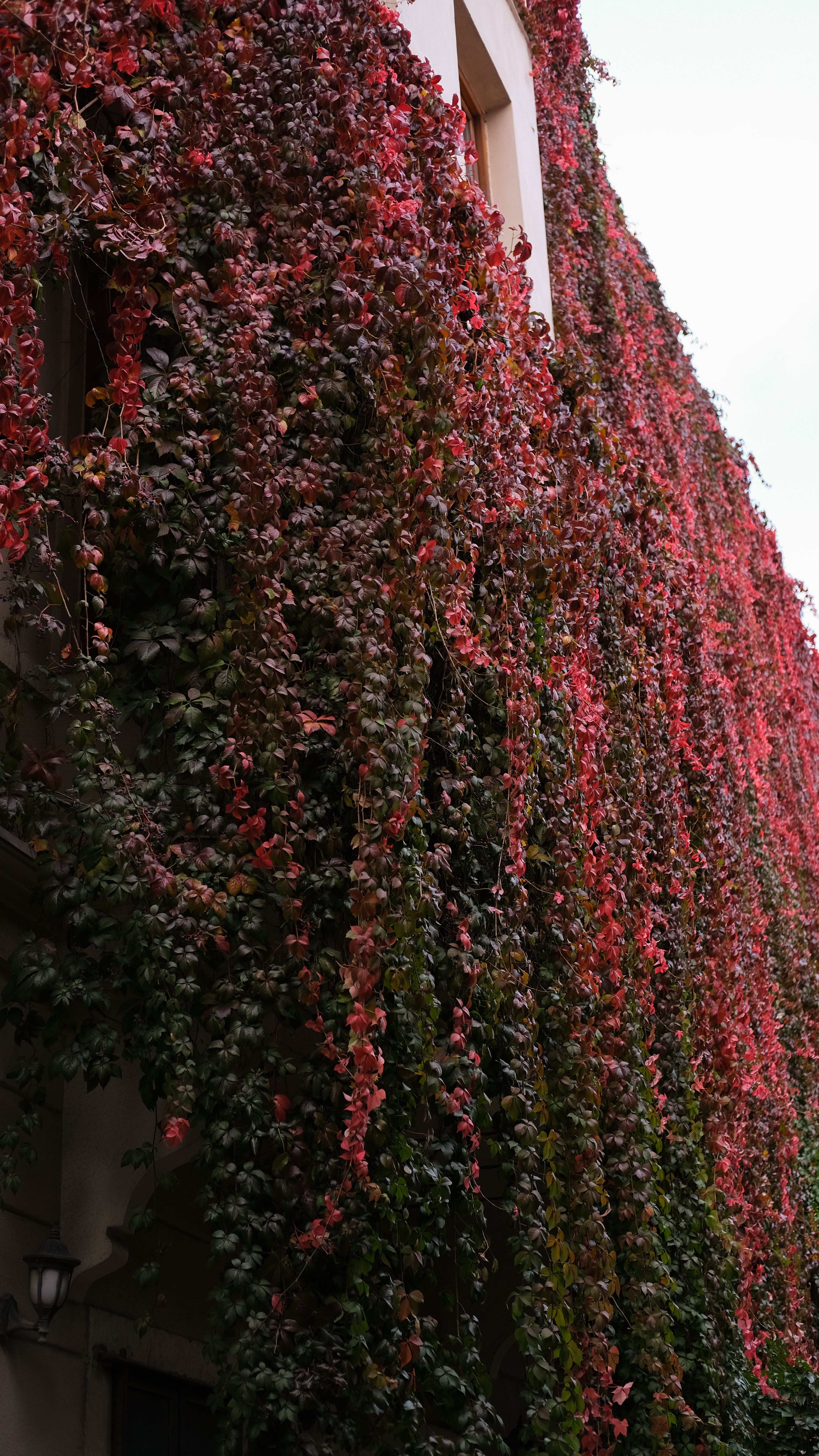Ivy Photography Photos, Download The BEST Free Ivy Photography Stock ...
