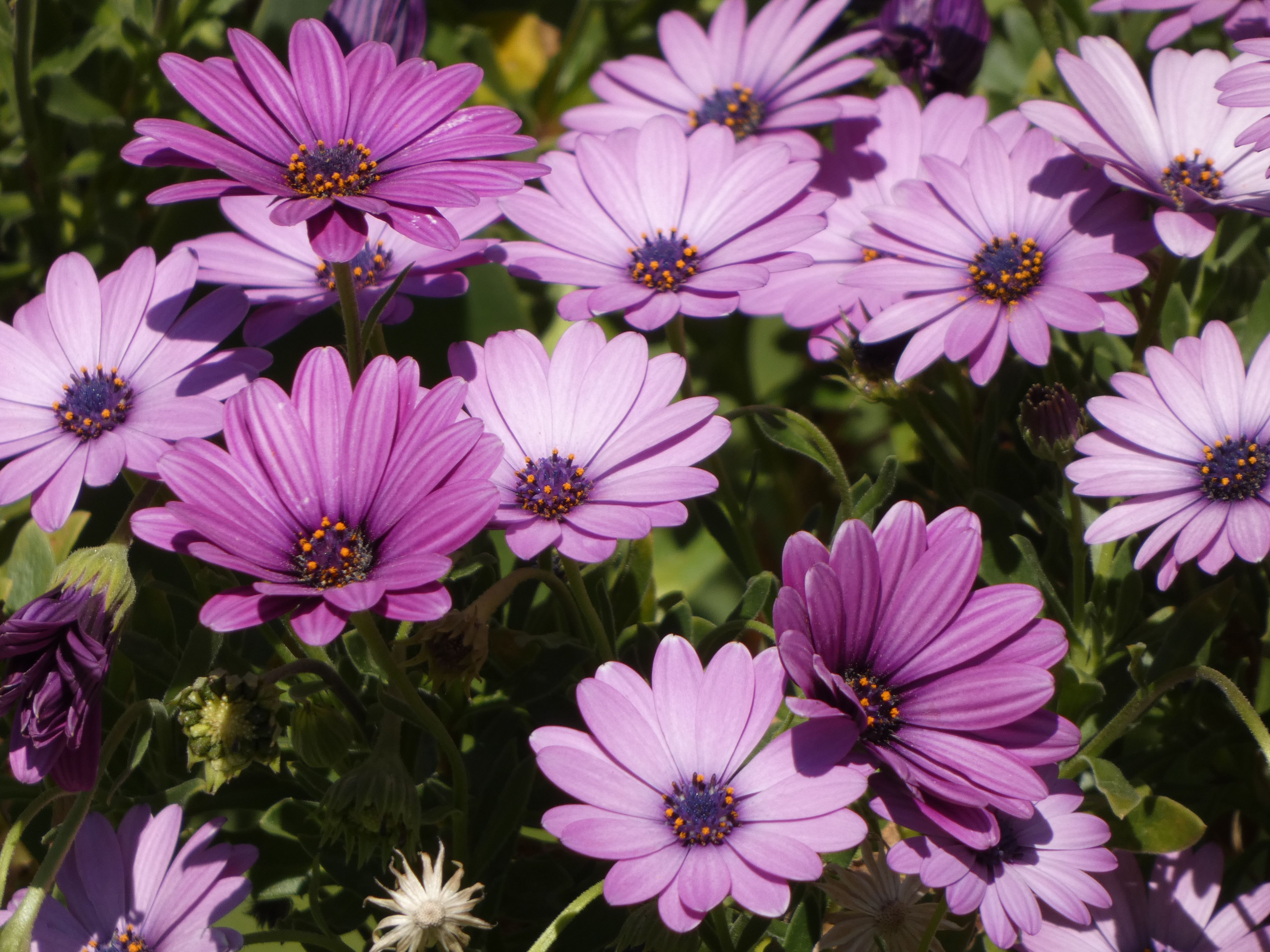 Vibrant African Daisy Blooms in Sydney Garden · Free Stock Photo