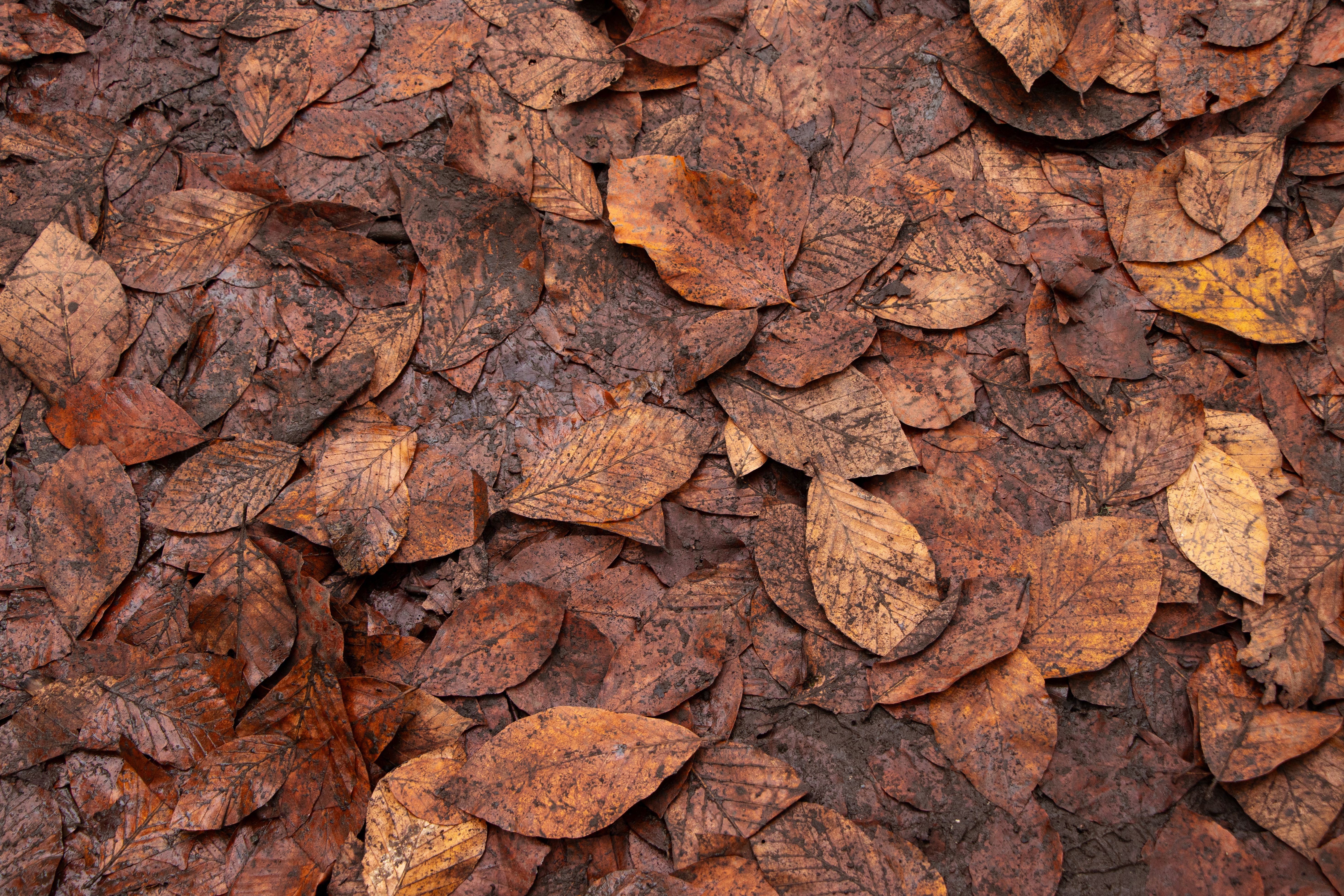Autumn Leaves Covering the Ground · Free Stock Photo
