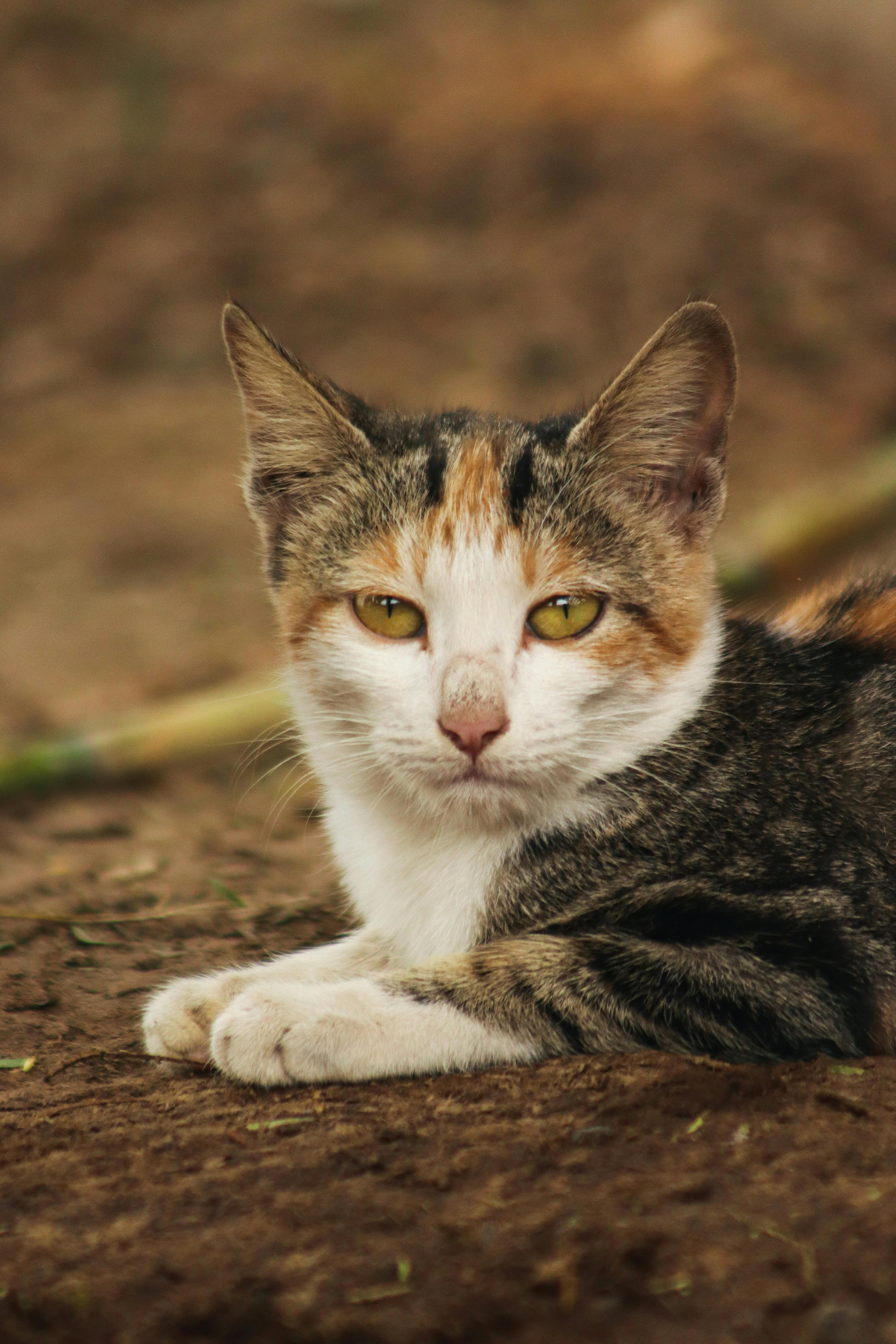Calico Cat Resting on Brown Earth · Free Stock Photo