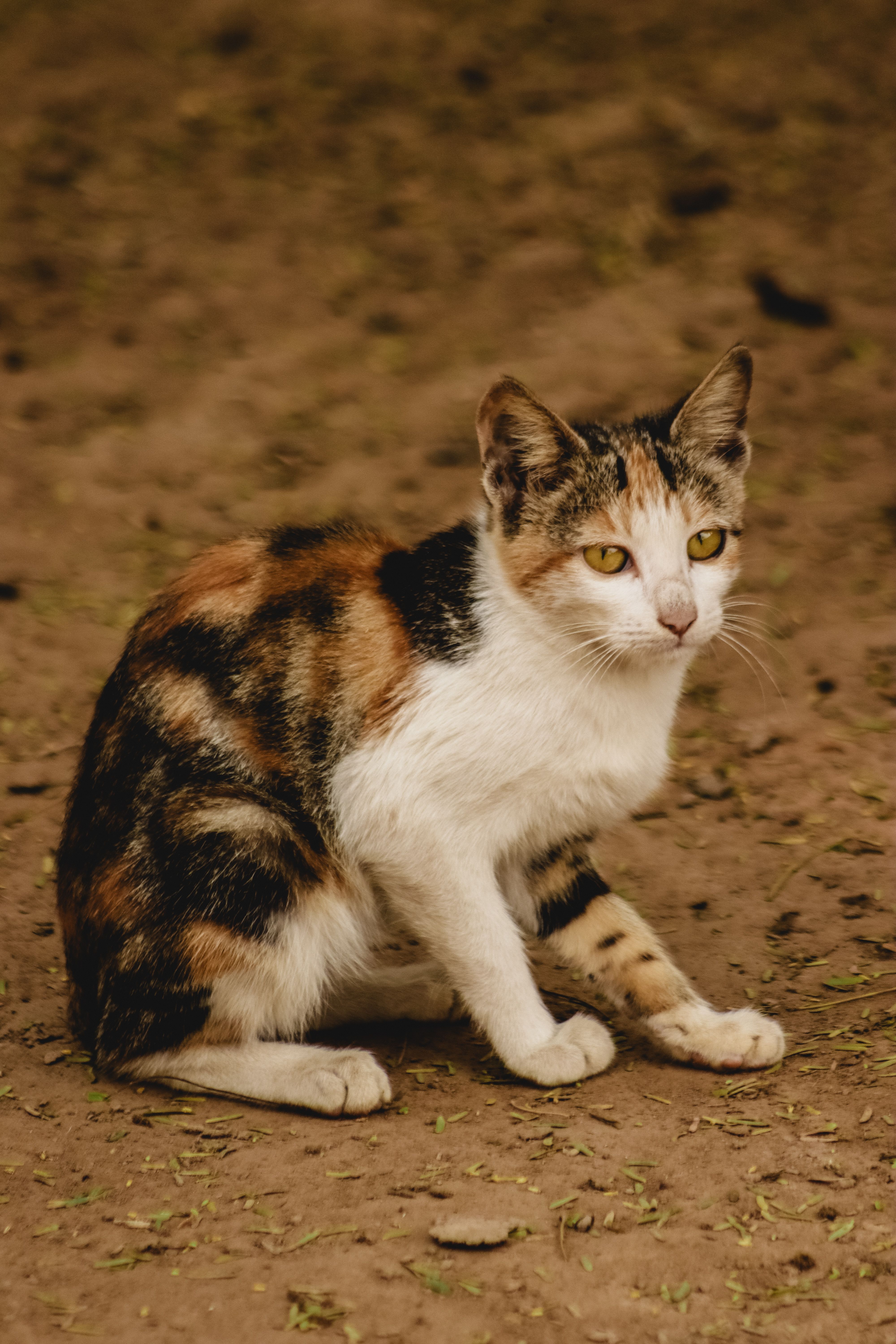 Adorable Calico Cat Sitting on Ground Outdoors · Free Stock Photo