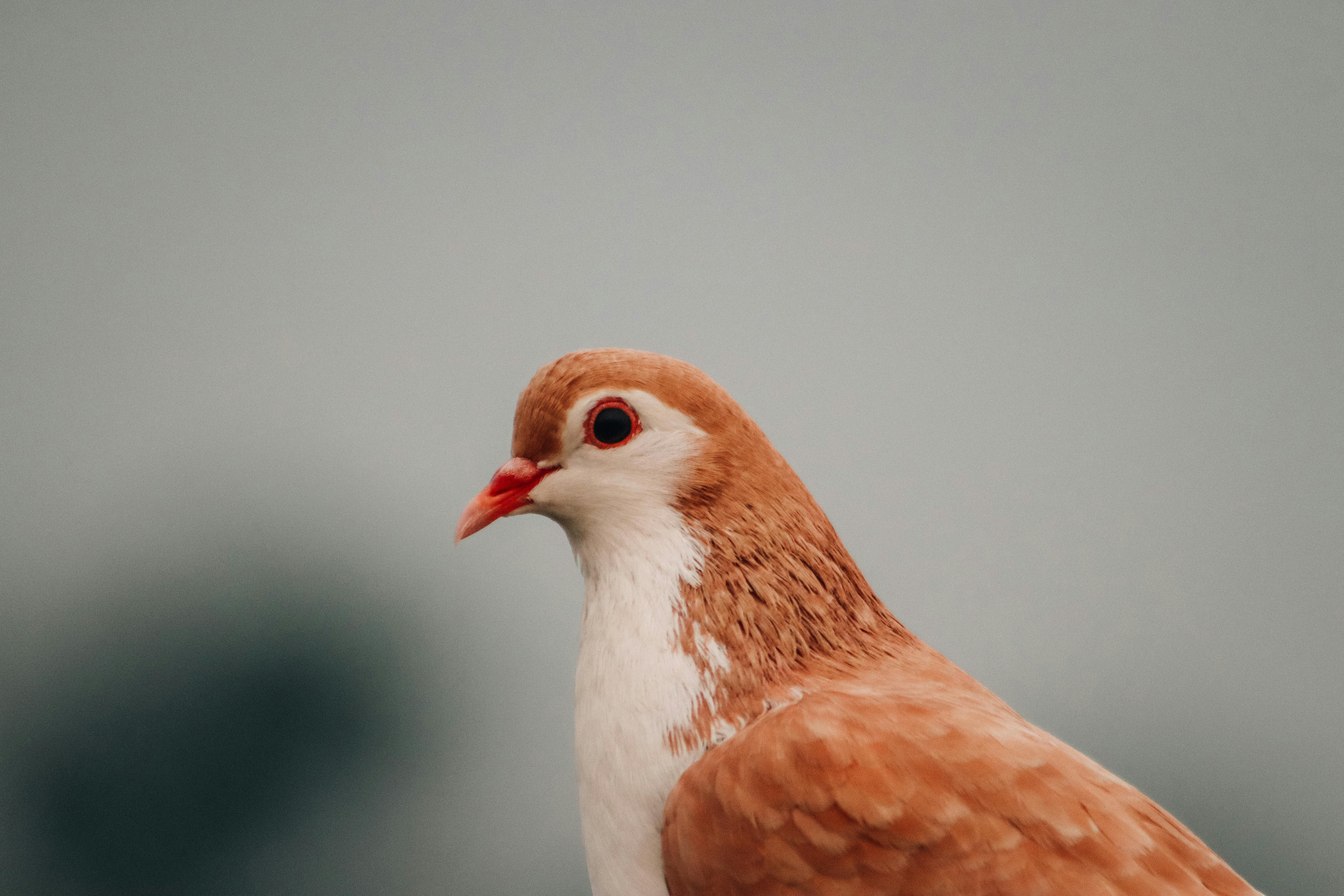 Red Dove Photos, Download The BEST Free Red Dove Stock Photos & HD Images