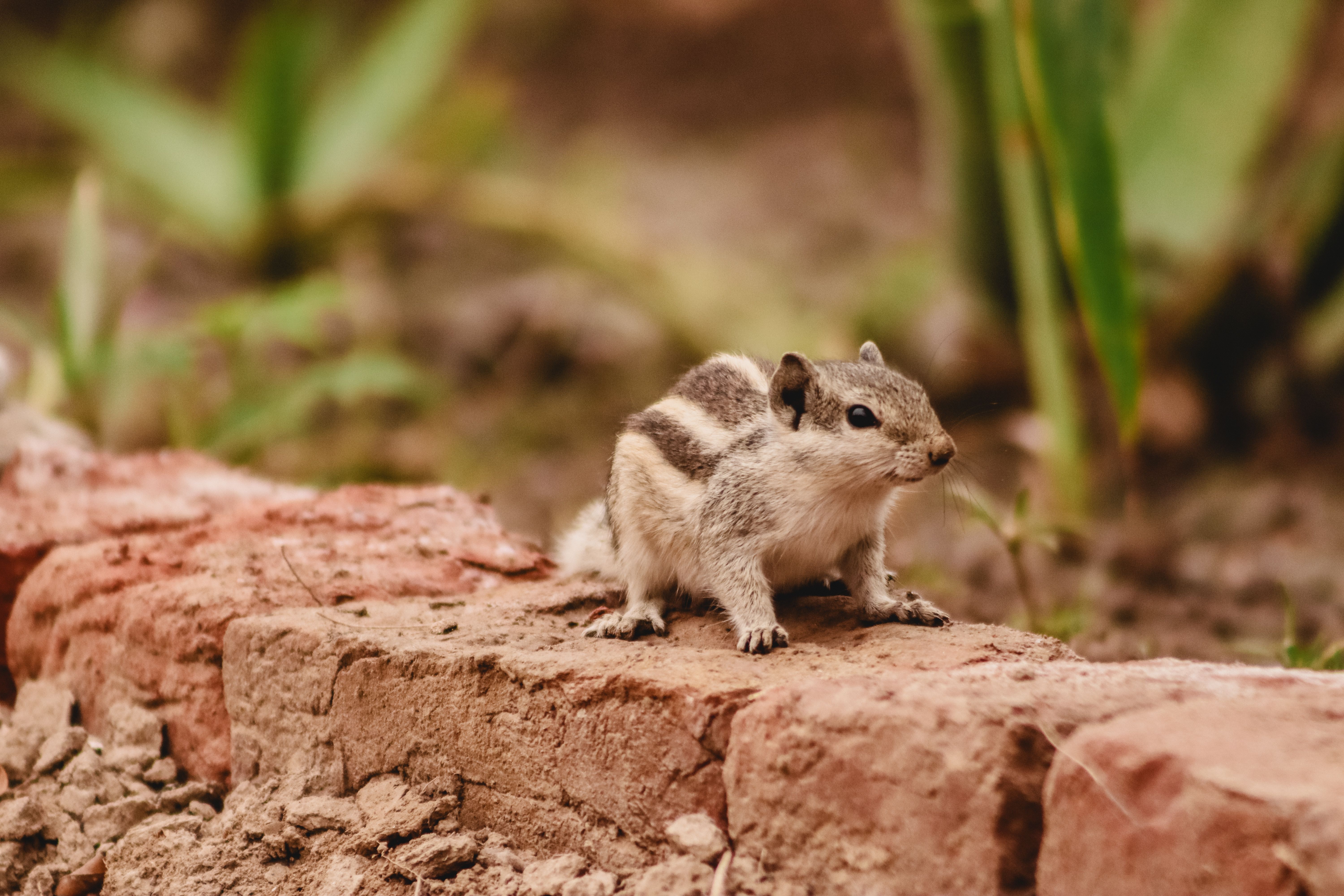 Runaway Squirrel Photos, Download The BEST Free Runaway Squirrel Stock ...
