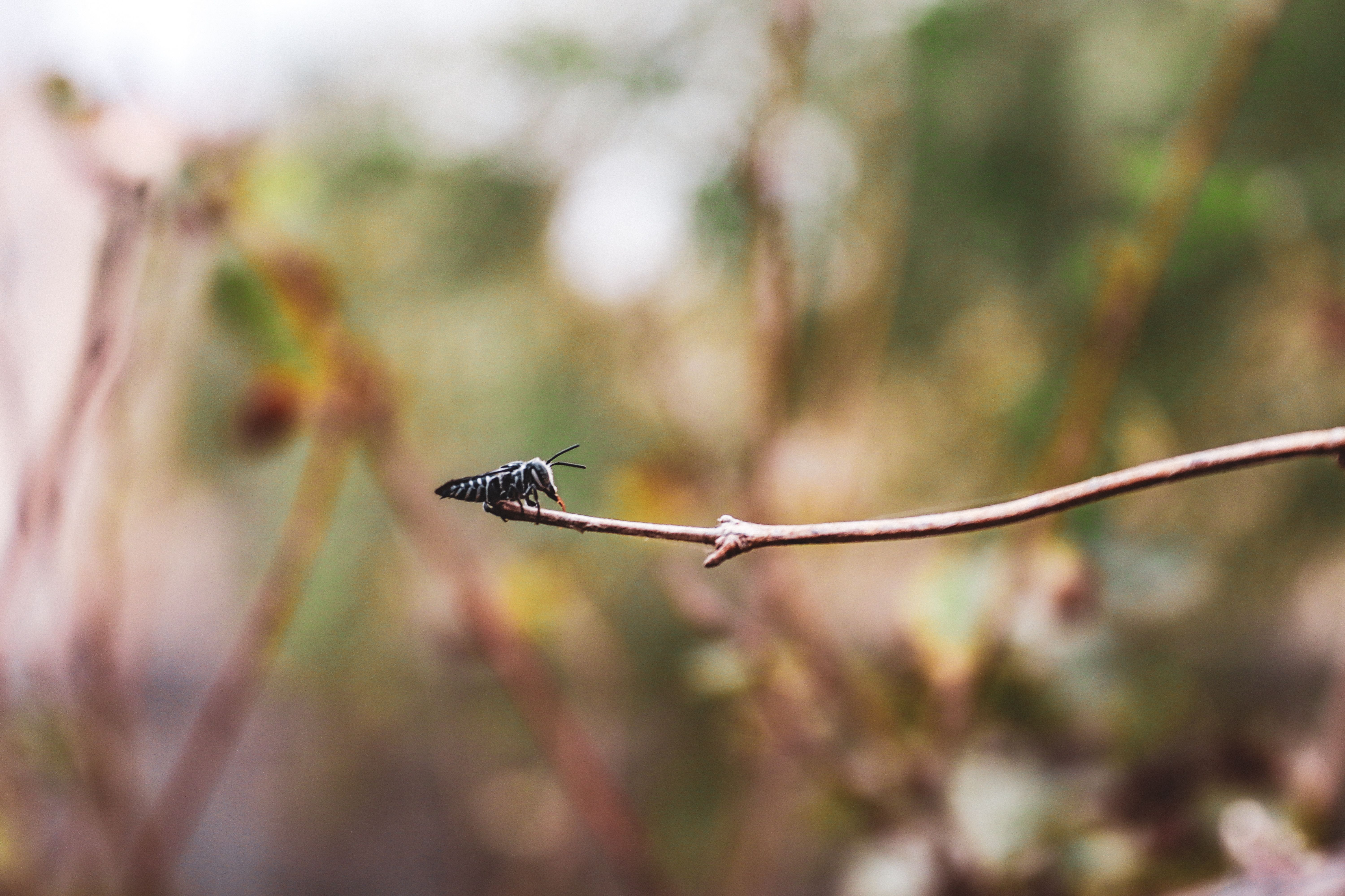 Macro Shot of Insect on Thin Branch Outdoors · Free Stock Photo
