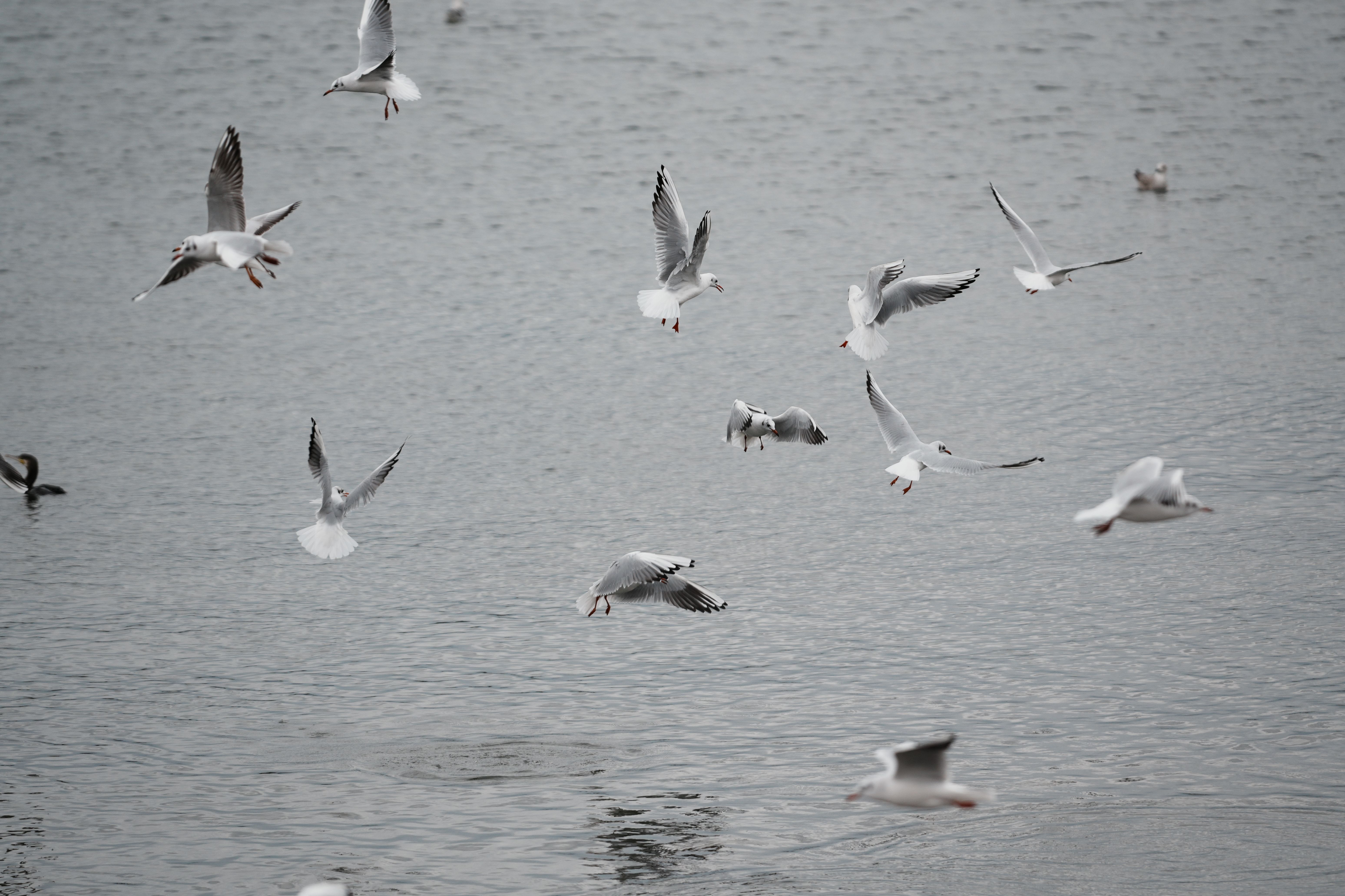 Flock of Gulls Soaring Above Serene Water · Free Stock Photo