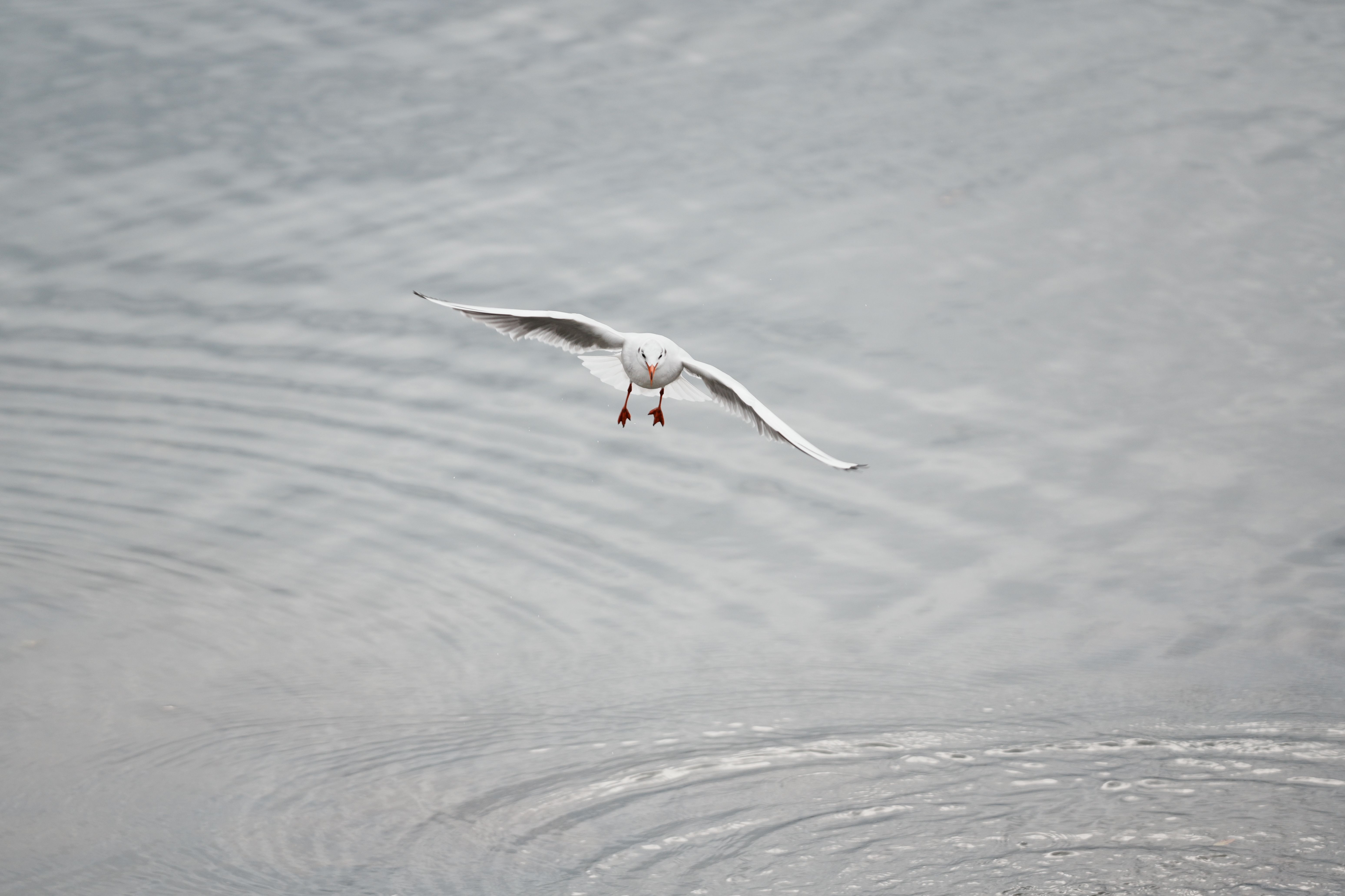 Bird Flying Over Lake Photos, Download The BEST Free Bird Flying Over ...