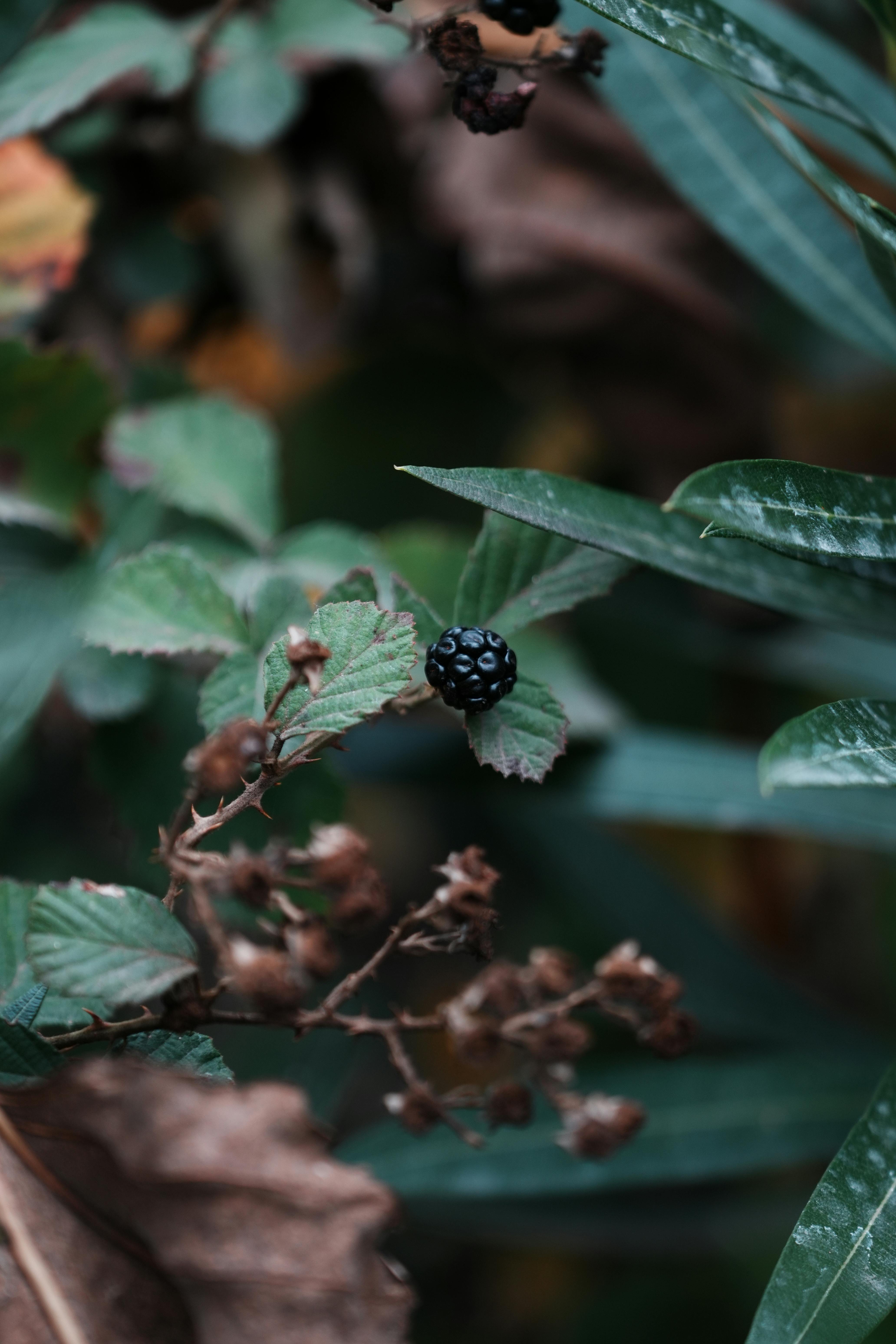 Wild Blackberry in Dense Foliage · Free Stock Photo