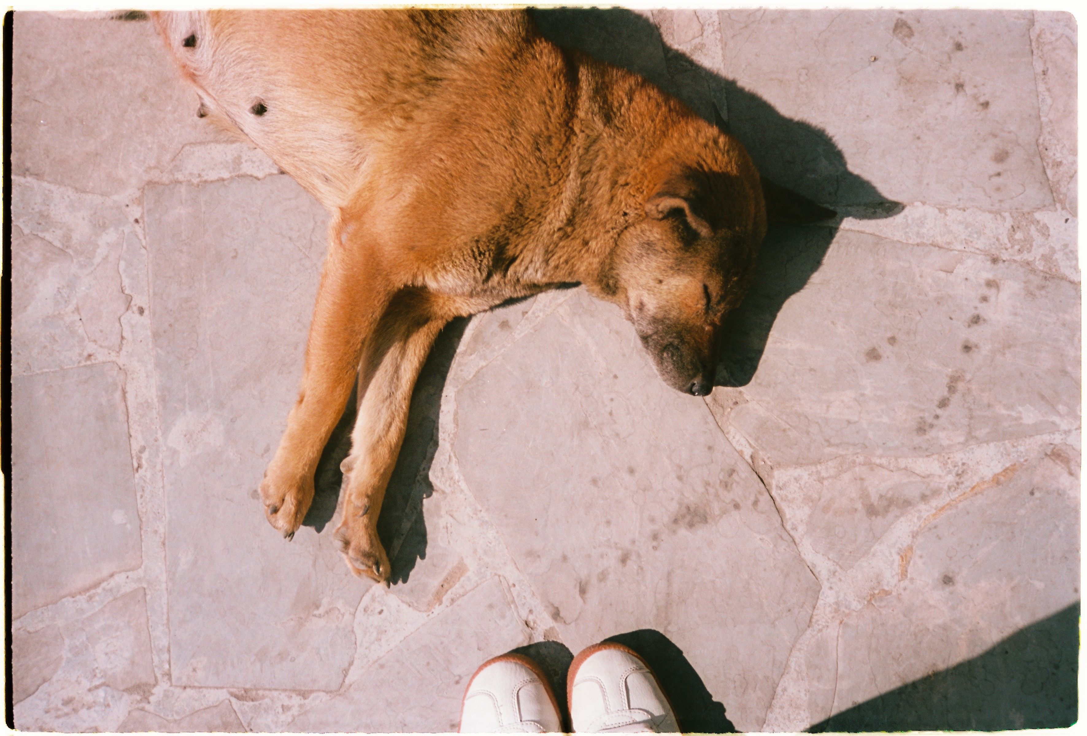 Peaceful Dog Resting in Sunny Vietnamese Village · Free Stock Photo