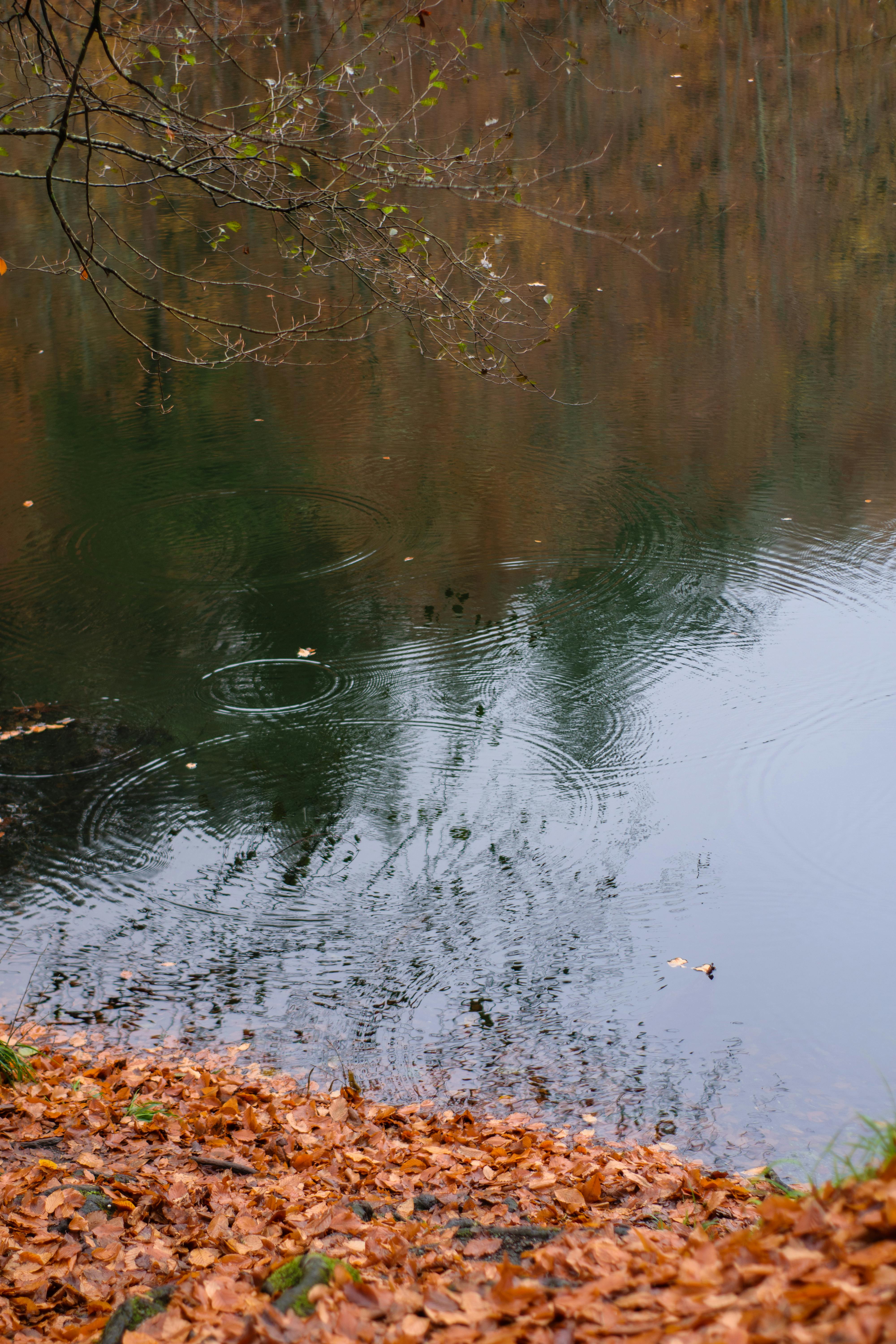 Autumn Leaves and Cloud Reflection in Lake · Free Stock Photo