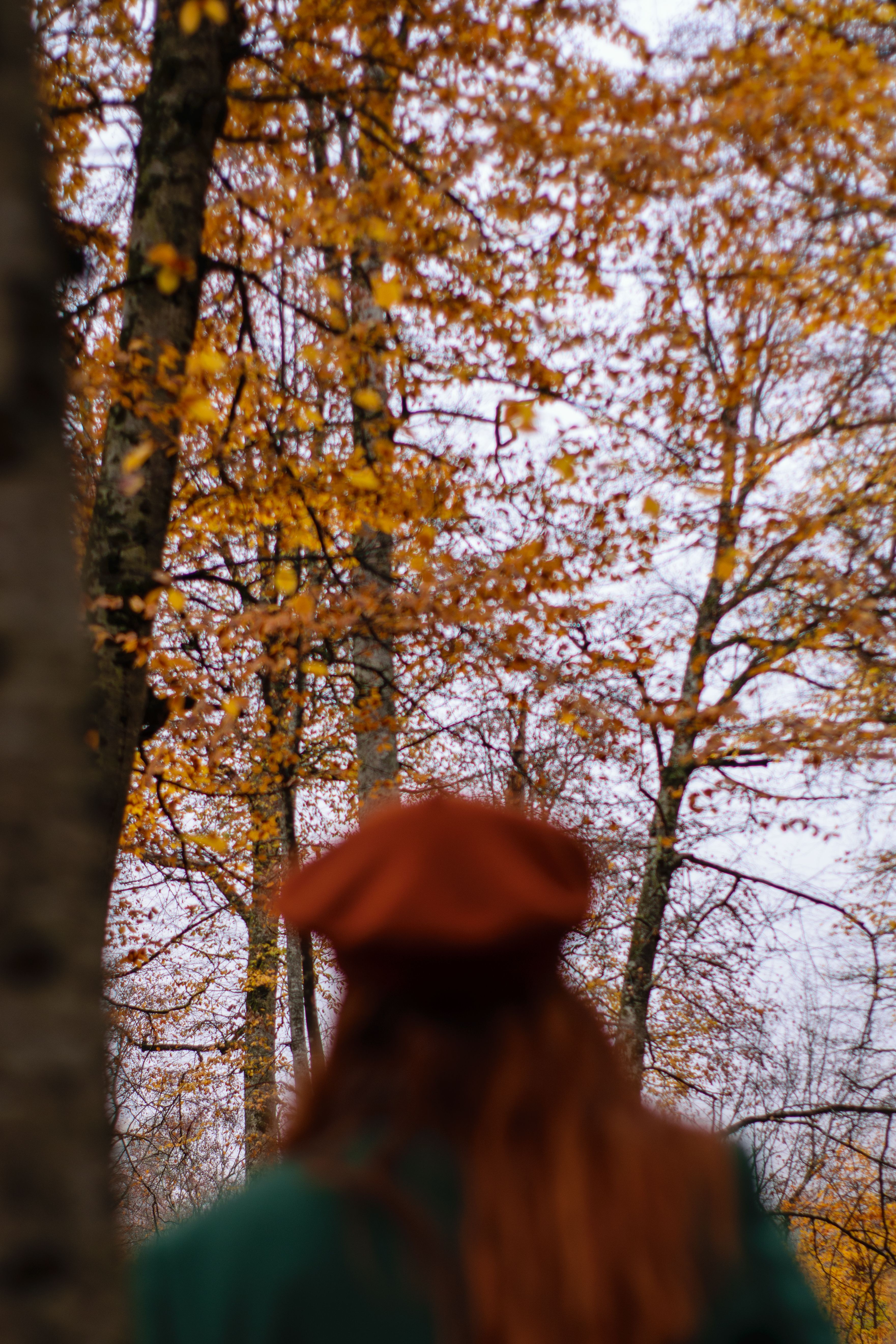Autumn Stroll in Scenic Forest Landscape · Free Stock Photo