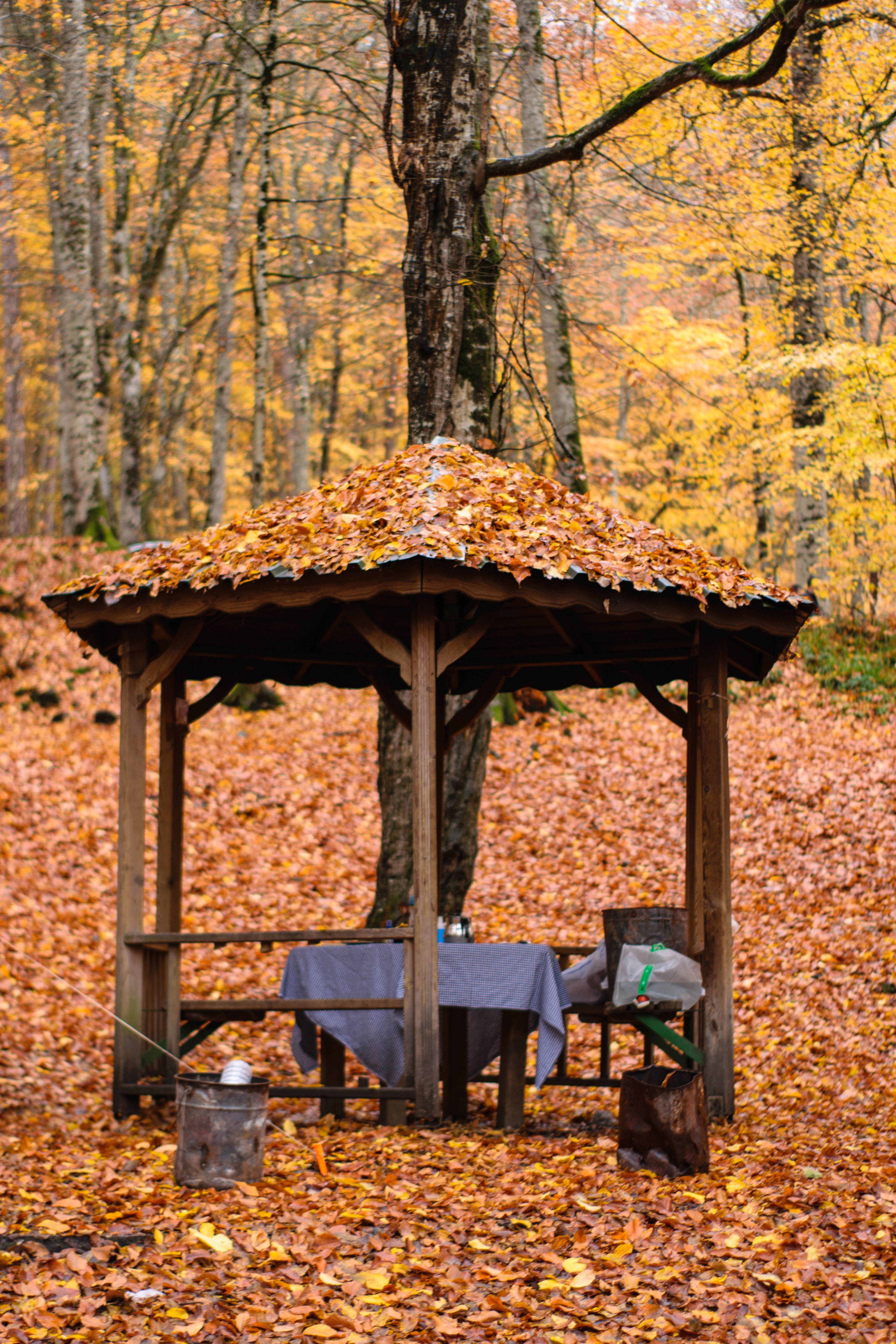 Rustic Autumn Gazebo in Forest Setting · Free Stock Photo