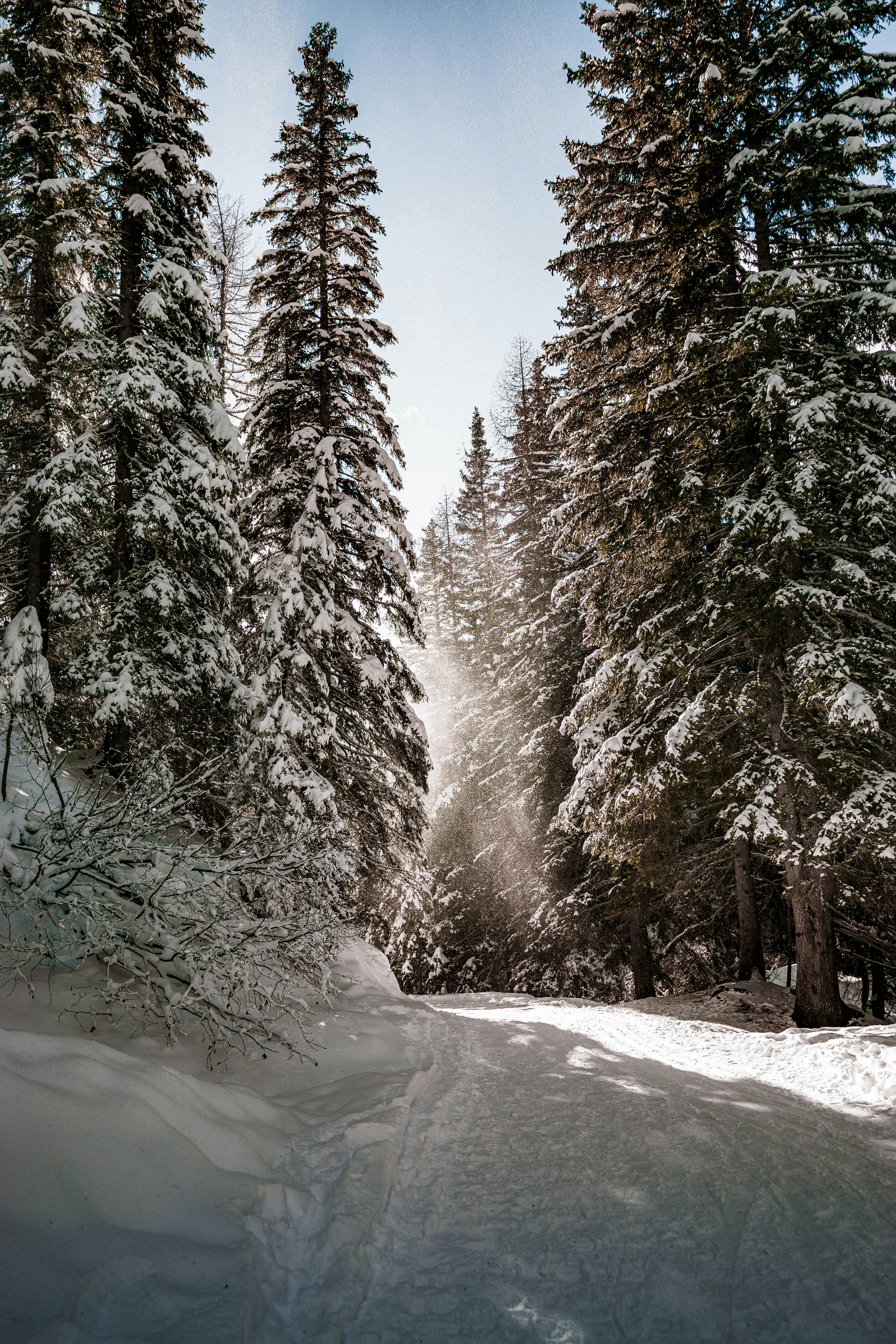 Serene Snowy Forest Path in Winter Sunlight · Free Stock Photo