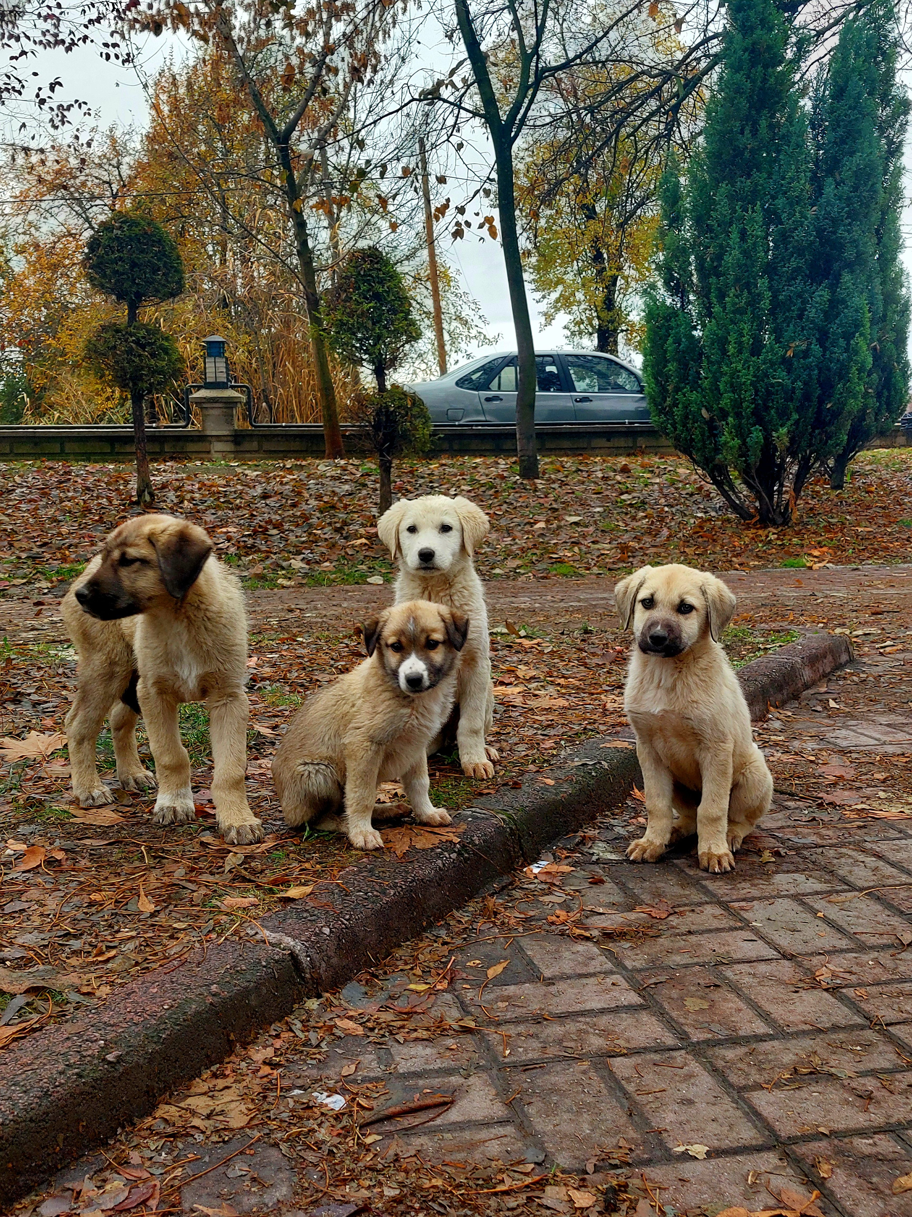 Four Adorable Puppies in Autumn Park Setting · Free Stock Photo