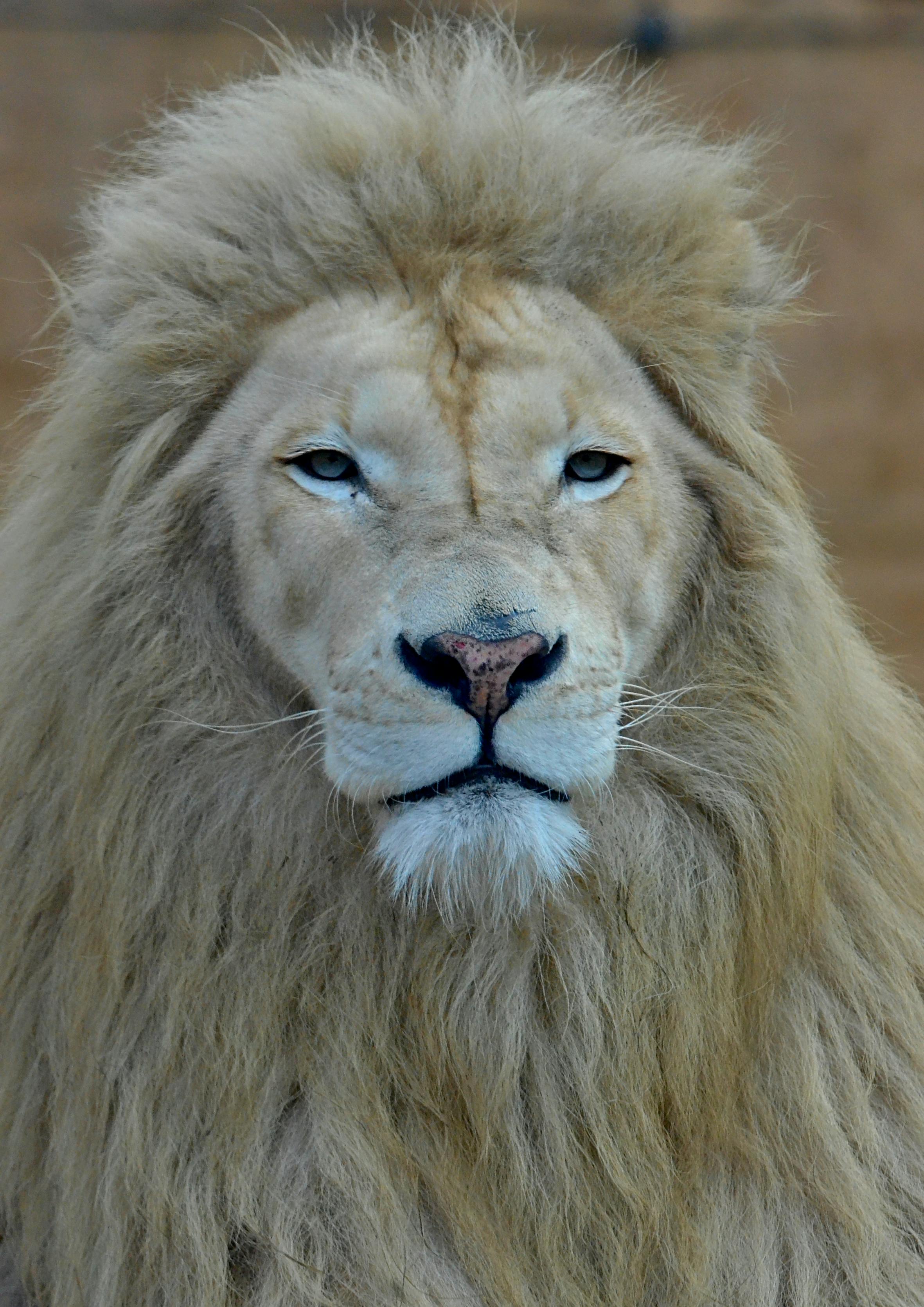 Majestuoso Retrato De León Blanco En Su Hábitat Natural · Foto de stock ...