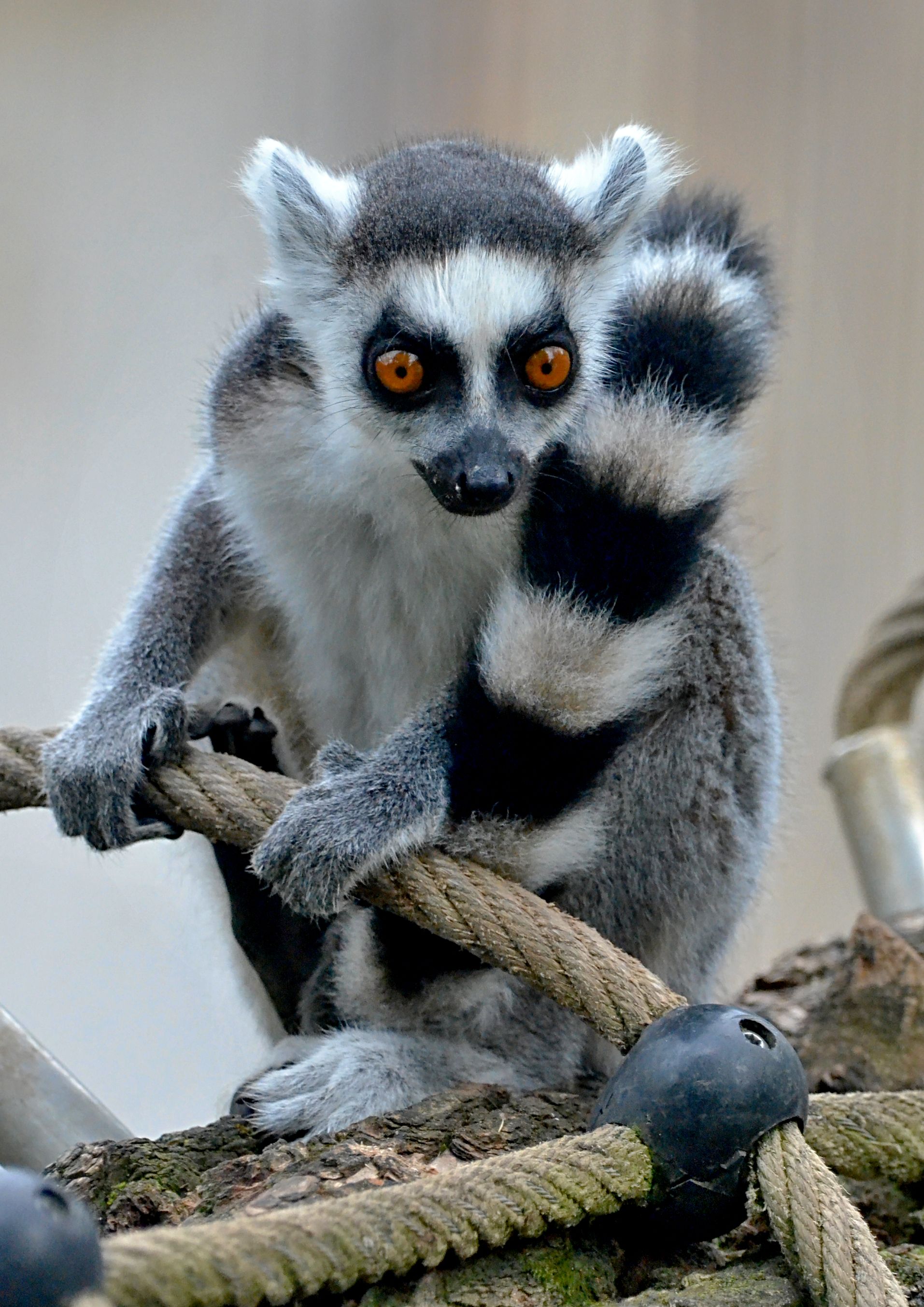Ring-tailed Lemur on Jungle Rope in Czech Zoo · Free Stock Photo