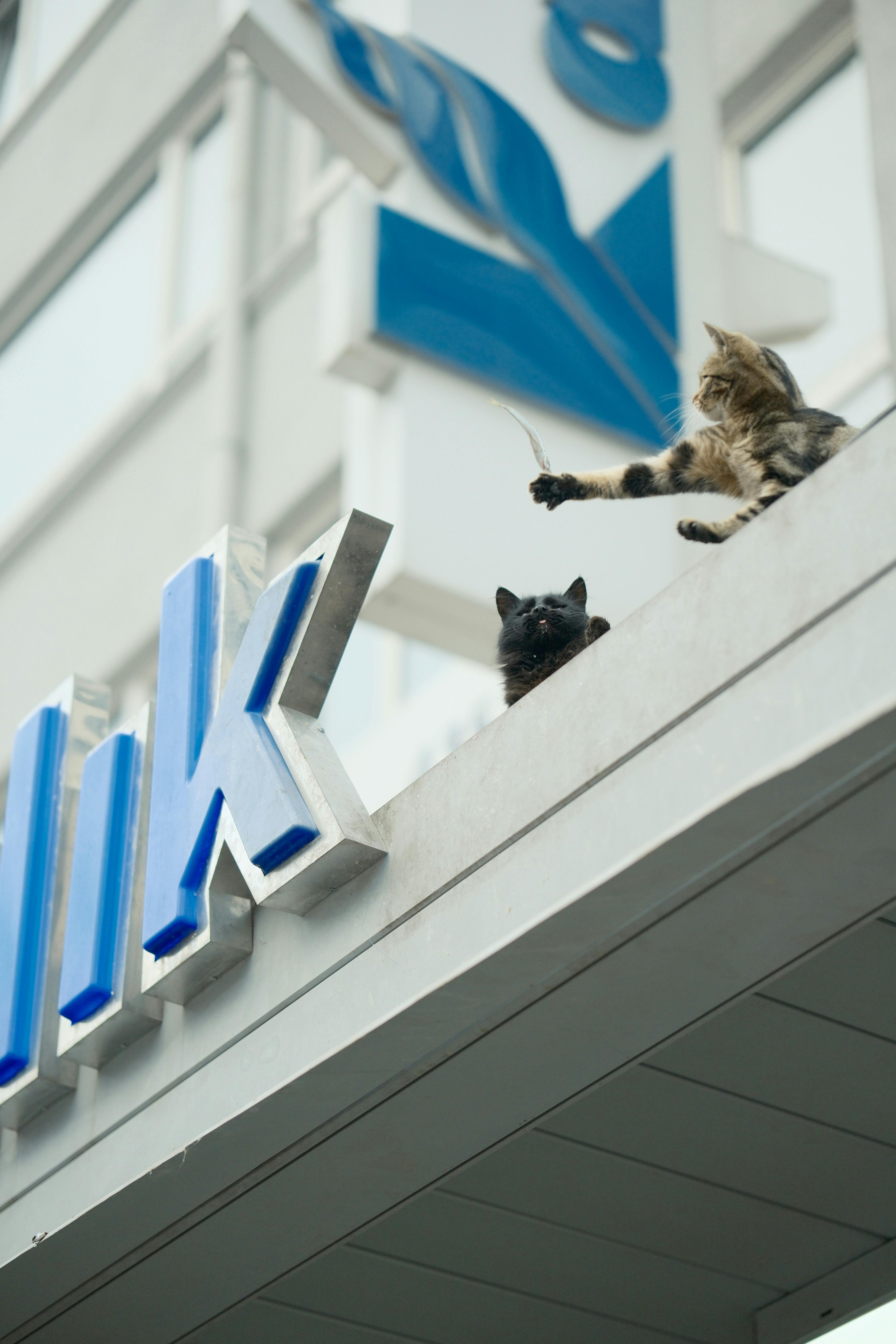 How To Check Transmission Fluid Level Like A Pro: Expert Tips - How to Guides - Step-by-Step ...