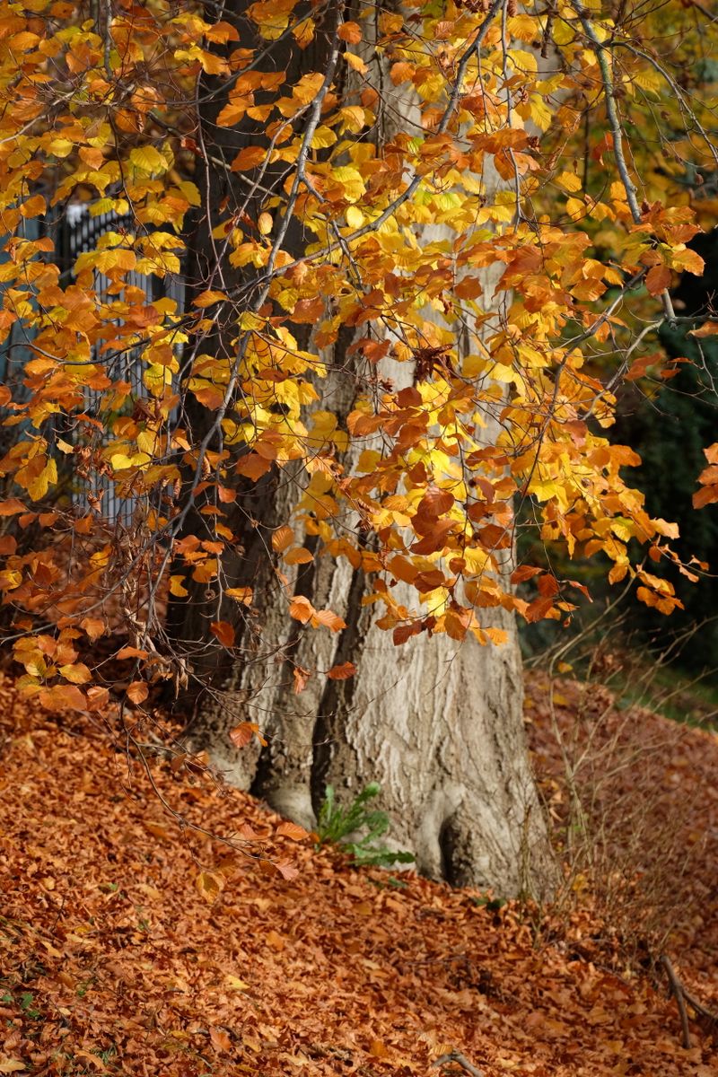 Orange Tree Photos, Download The BEST Free Orange Tree Stock Photos ...