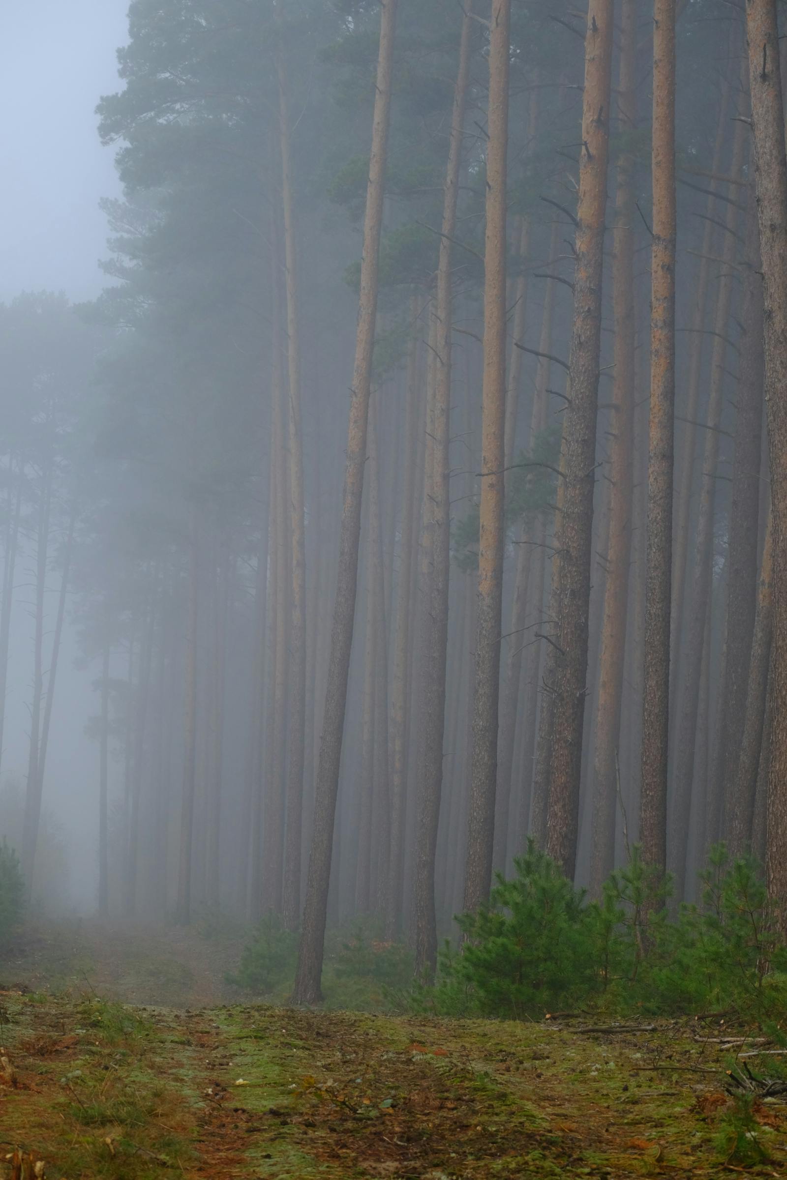 Misty Forest Photos, Download The BEST Free Misty Forest Stock Photos ...