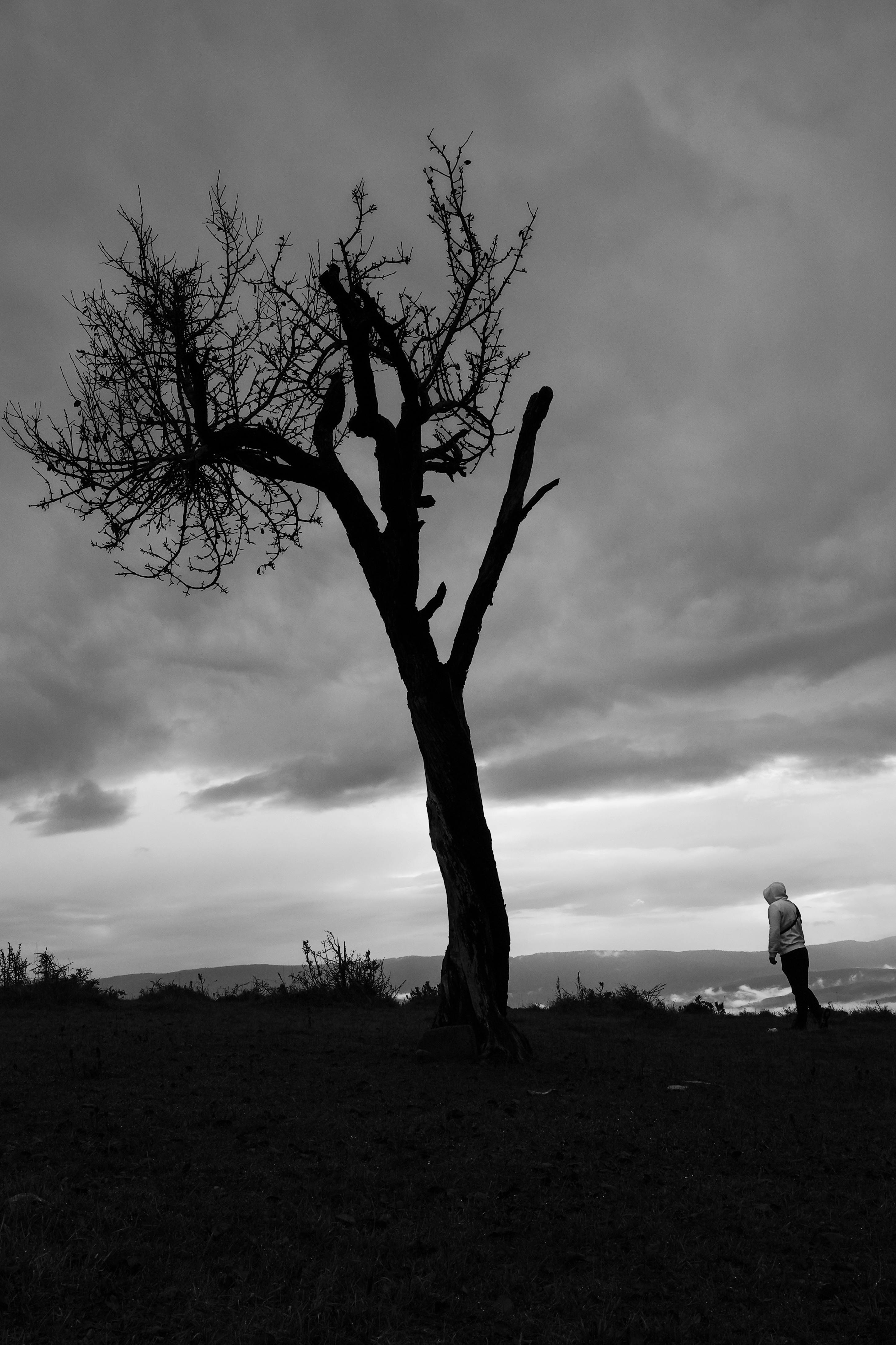 Siluet Pohon Tunggal Saat Senja Di Indonesia · Foto Stok Gratis