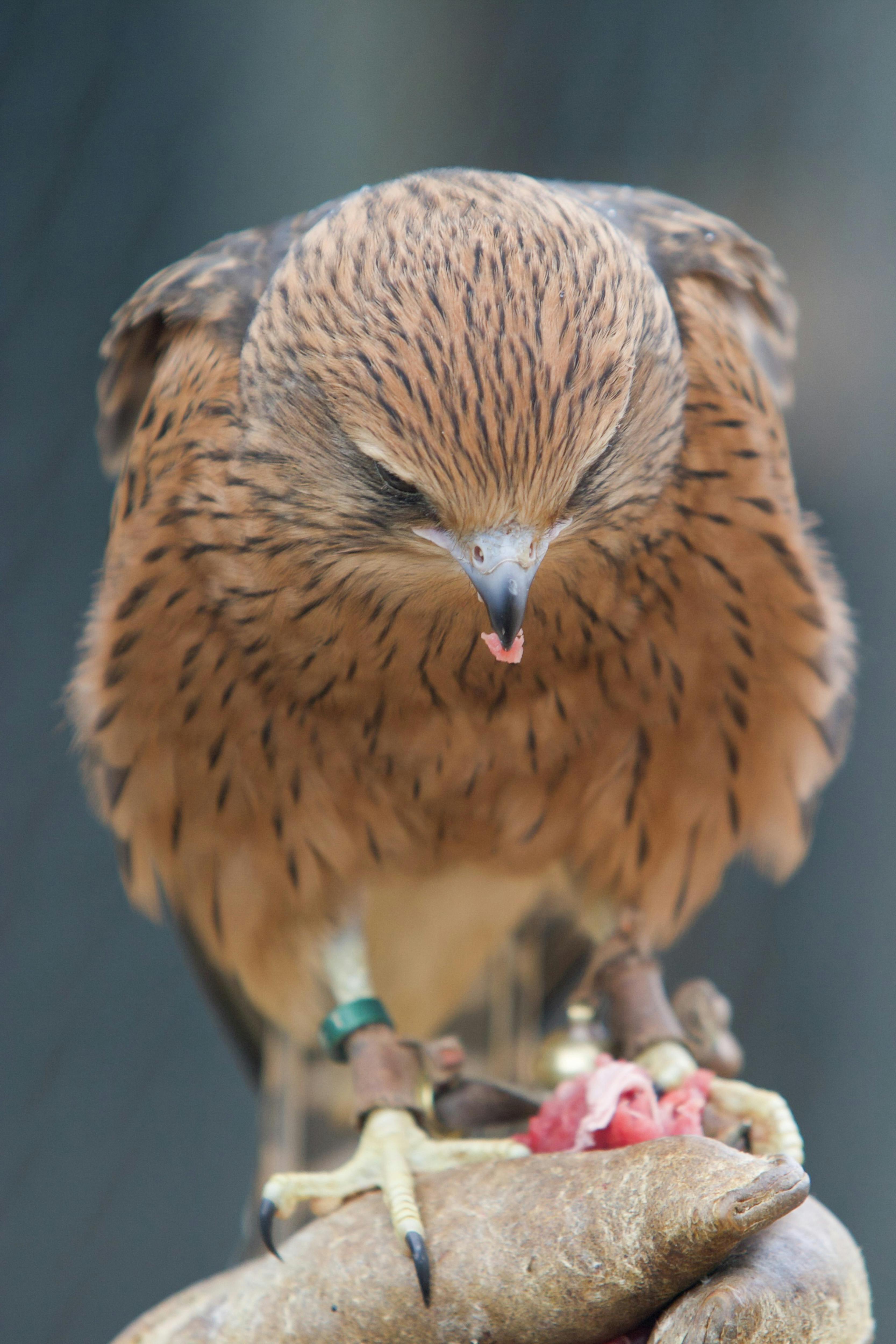 Falcó Photos, Download The BEST Free Falcó Stock Photos & HD Images