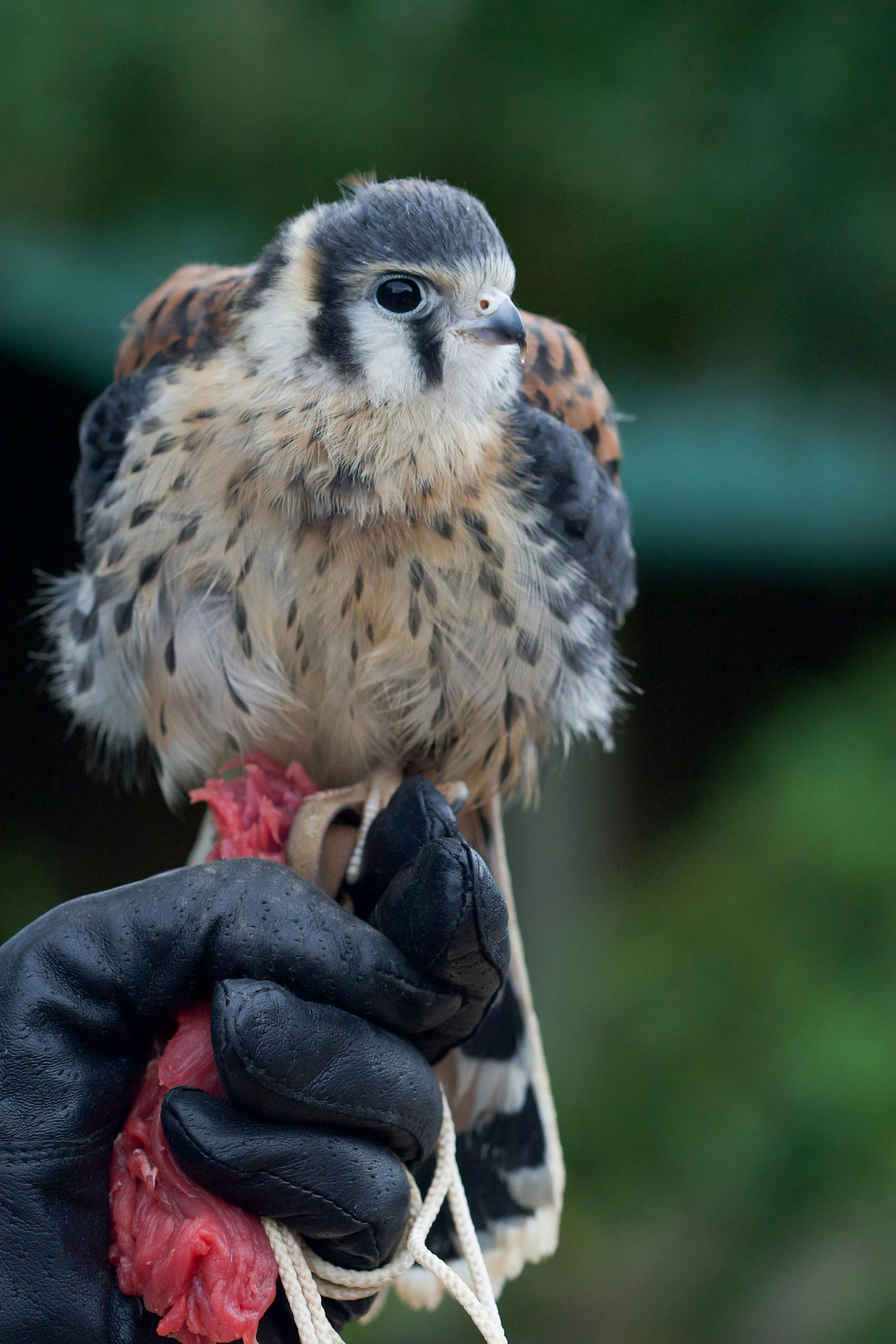 Close-up of American Kestrel Held by Gloved Hand · Free Stock Photo