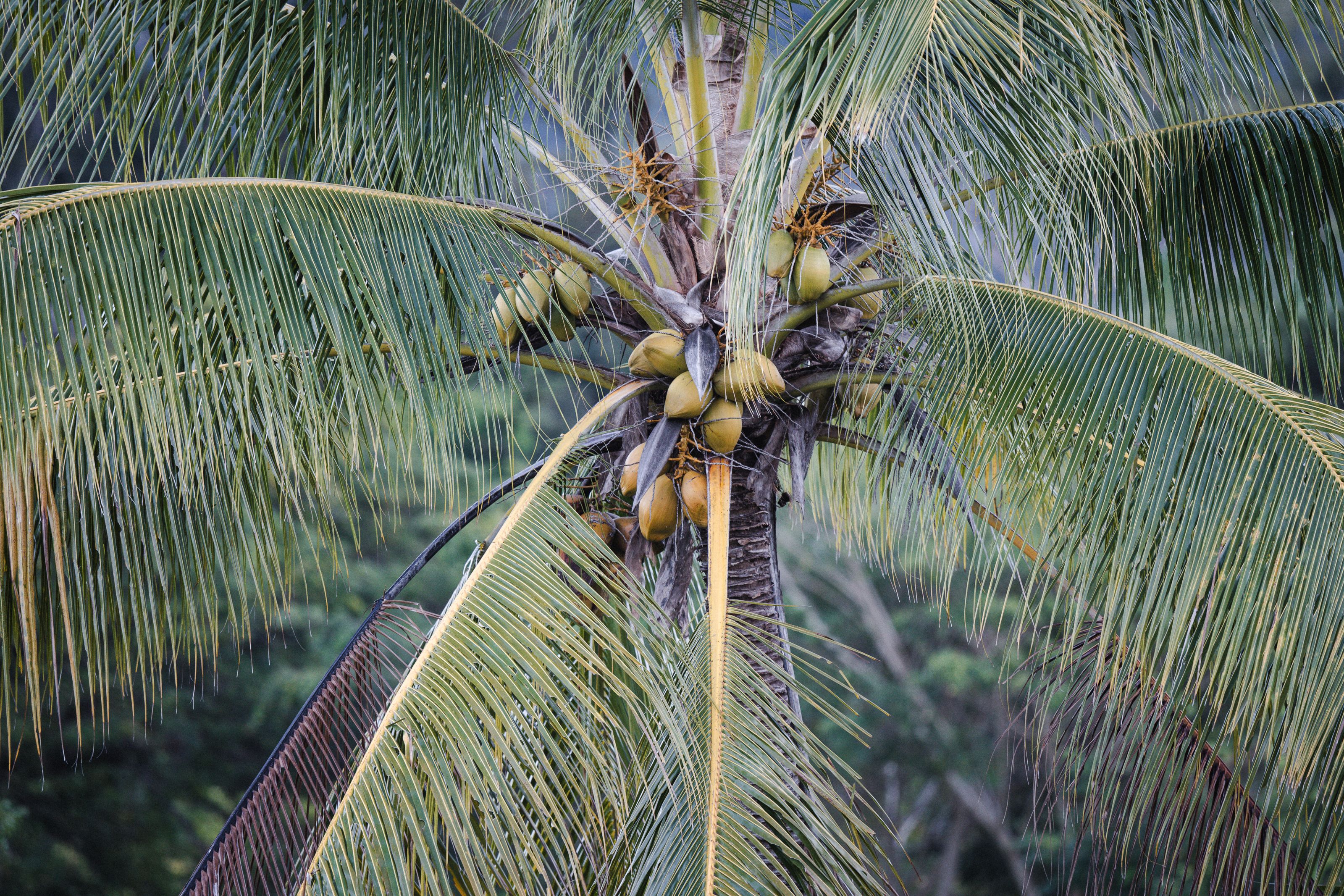 Tropical Coconut Tree in Lush Green Landscape · Free Stock Photo