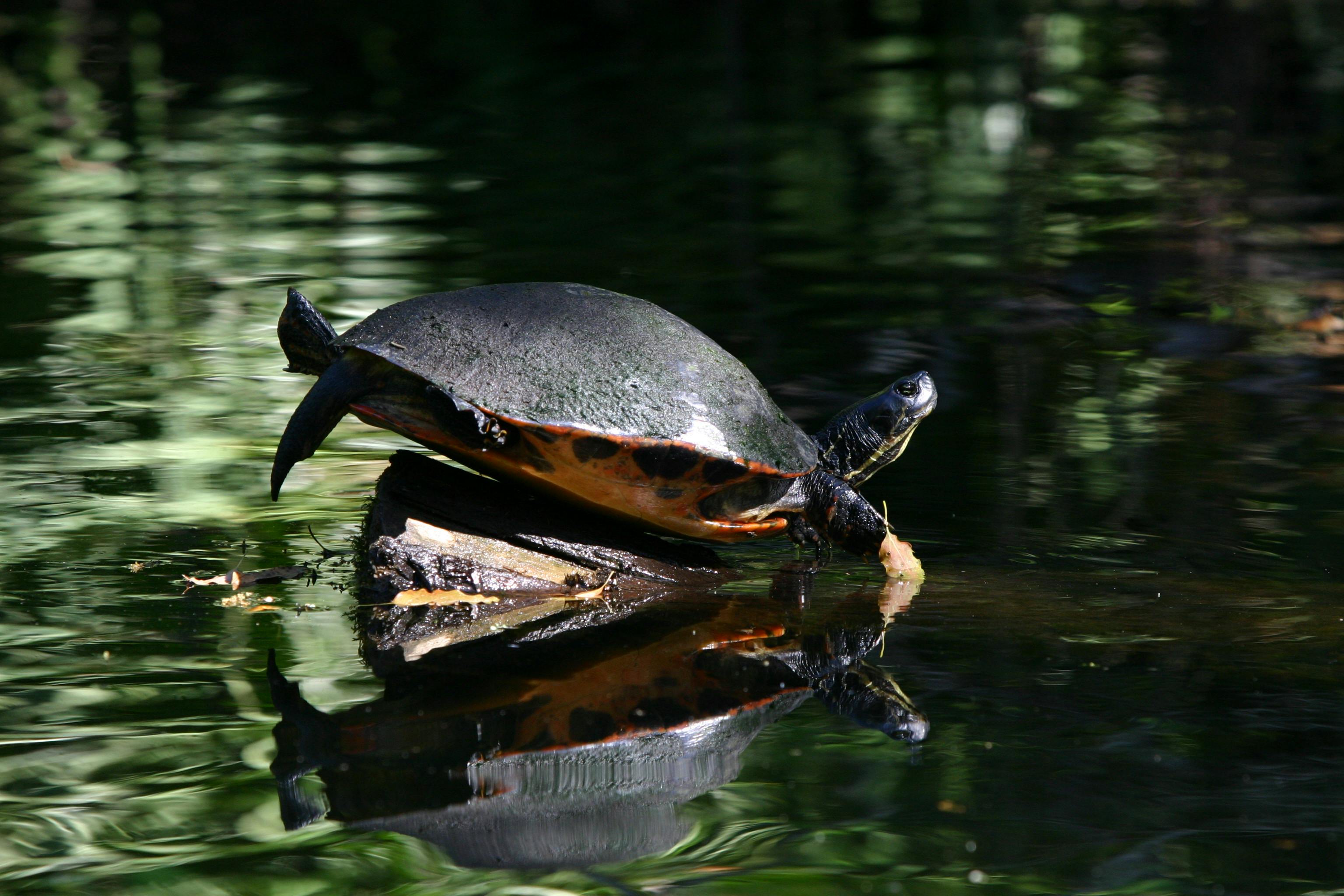 Florida Softshell Turtle Size: Fun Facts and Insights
