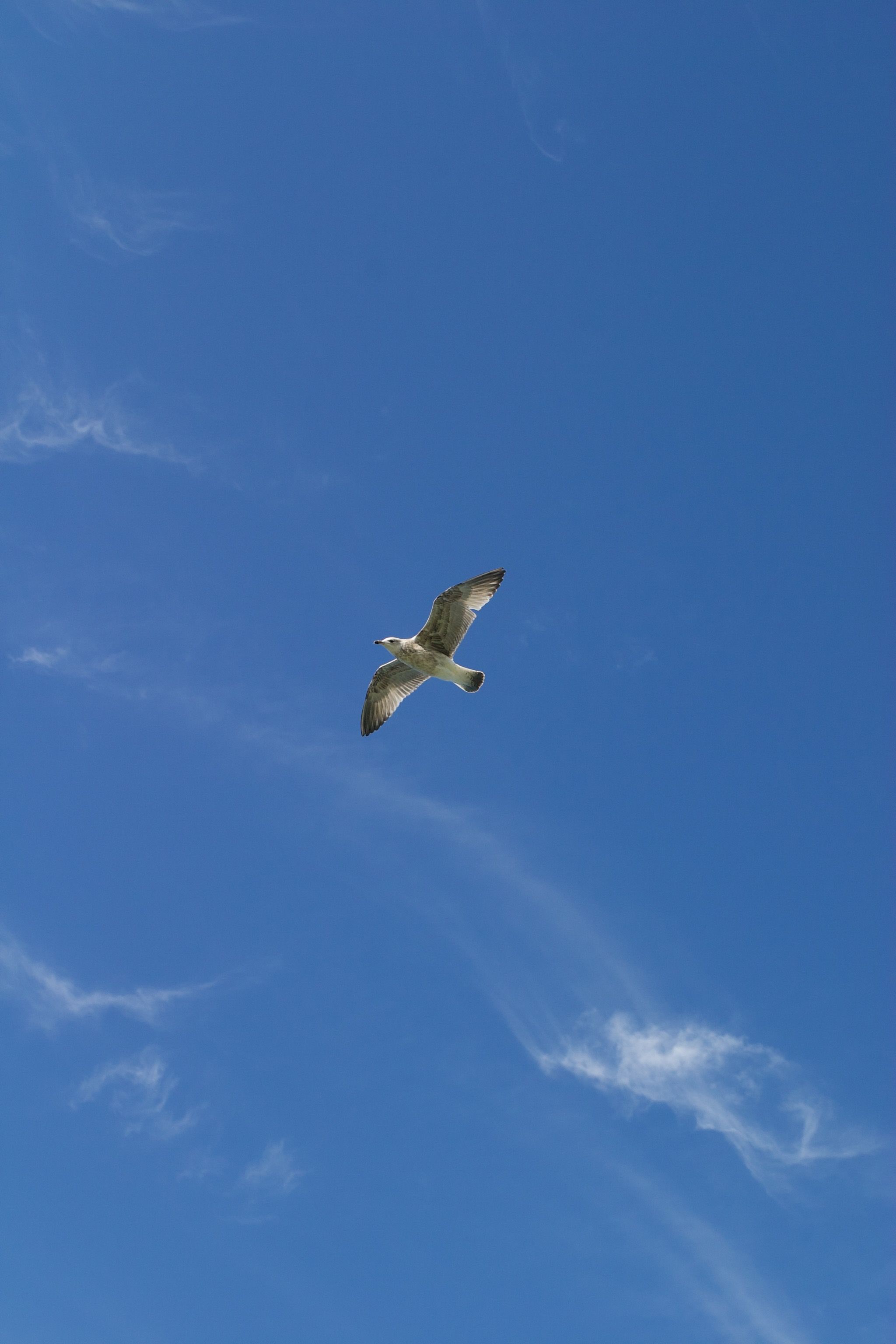 Bird Wings Photos, Download The BEST Free Bird Wings Stock Photos & HD ...