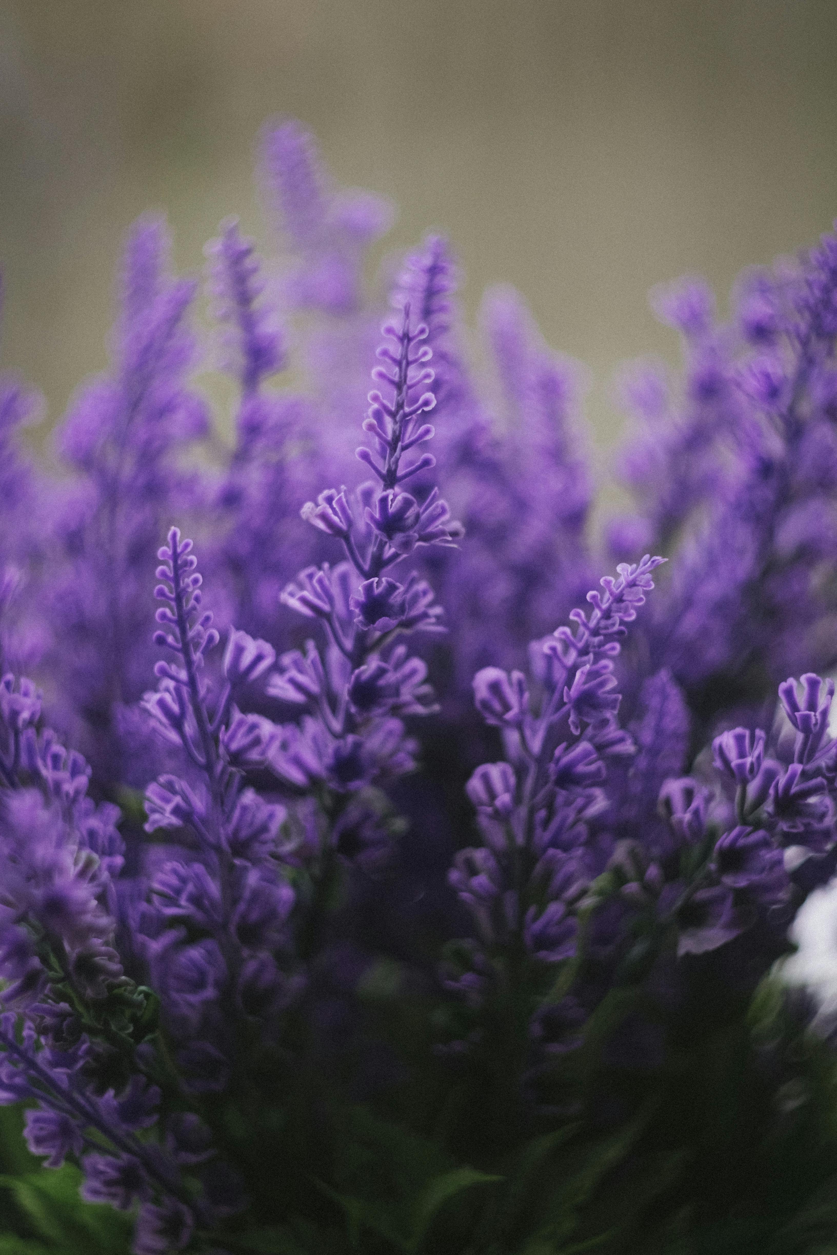 Flower Pickers Photos, Download The BEST Free Flower Pickers Stock ...