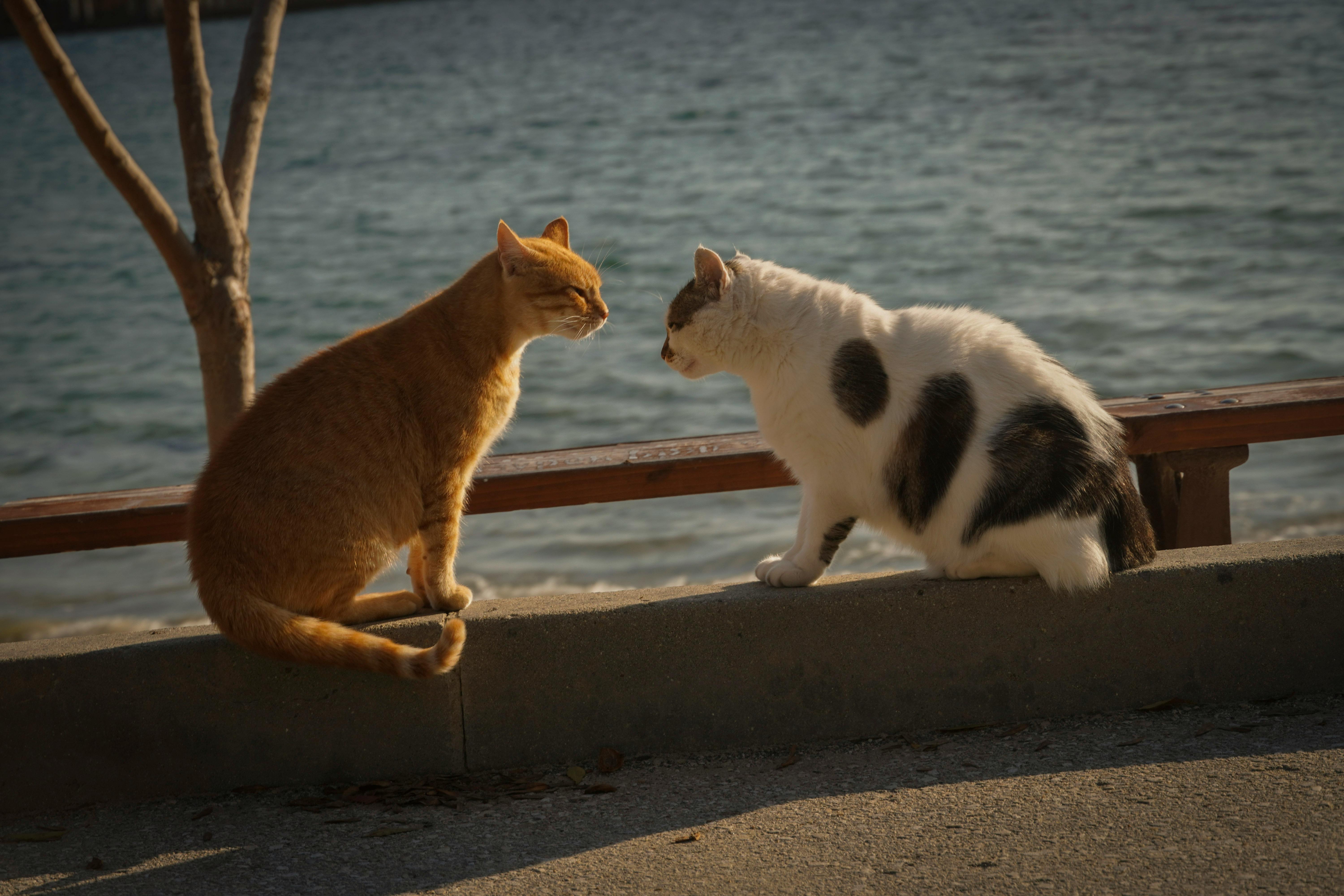 Two Cats Facing Each Other by a Seaside · Free Stock Photo