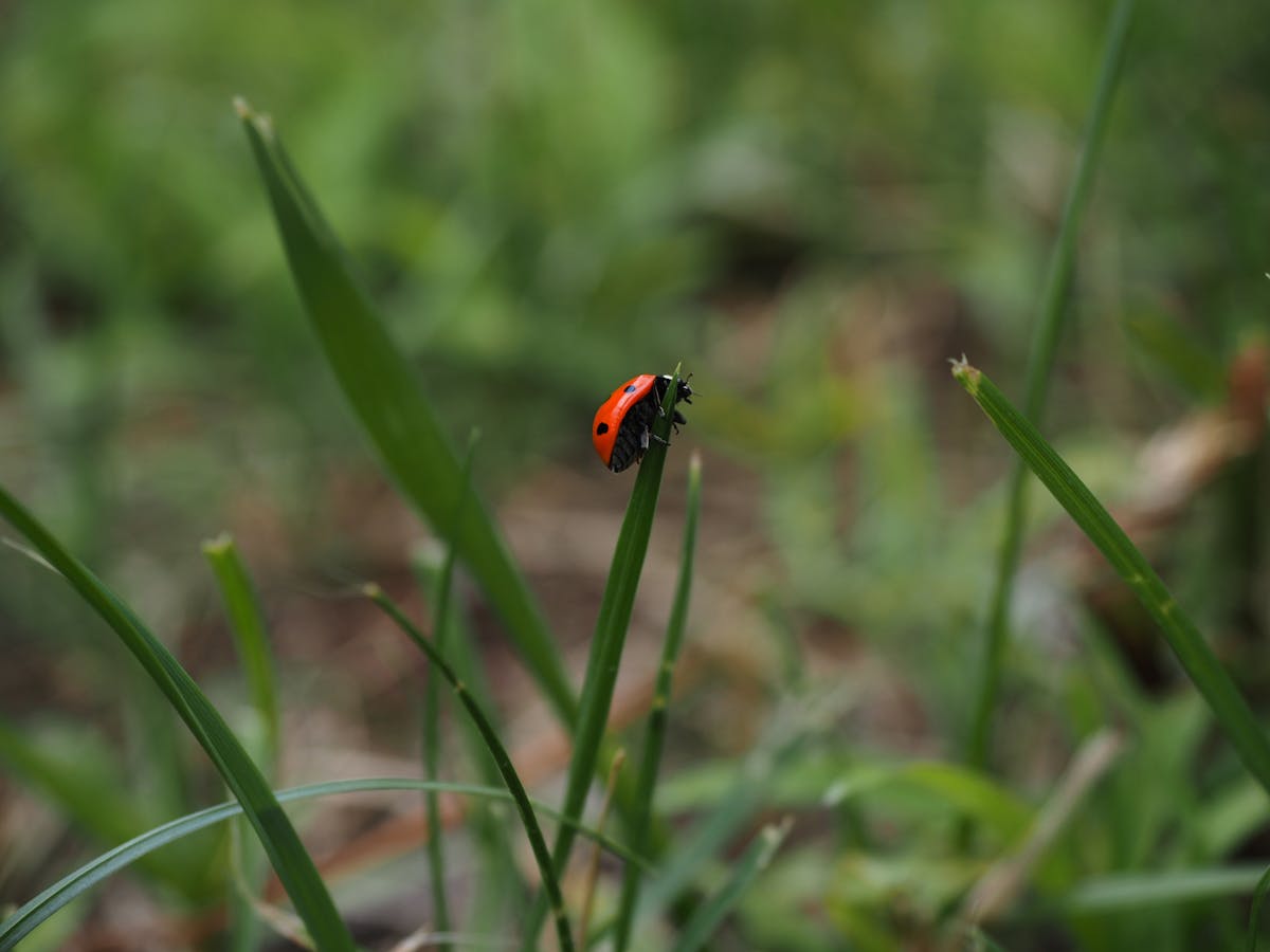Close Up Ladybug Photos, Download The BEST Free Close Up Ladybug Stock ...
