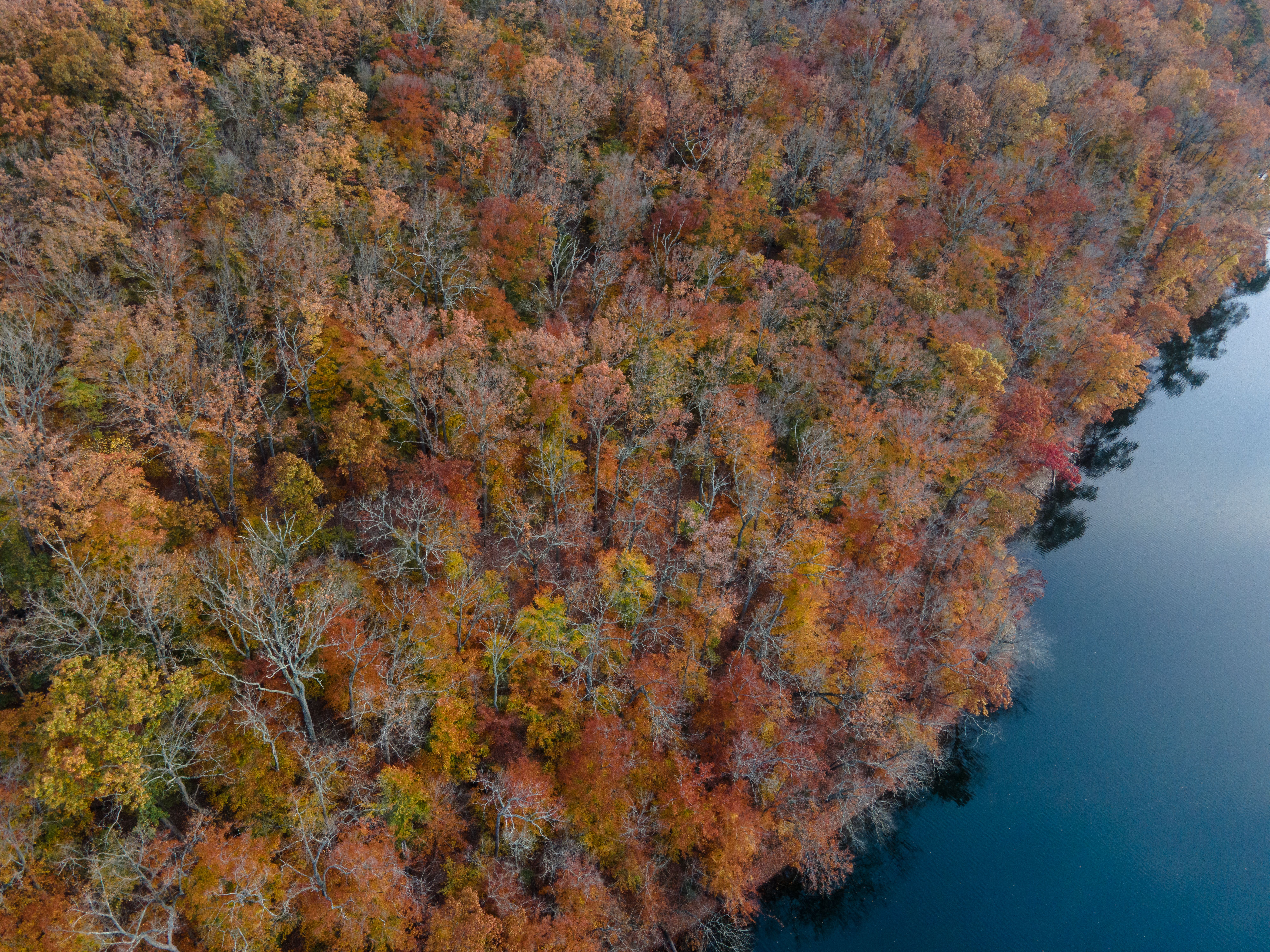 Aerial View of Colorful Autumn Forest Overlooking Lake · Free Stock Photo
