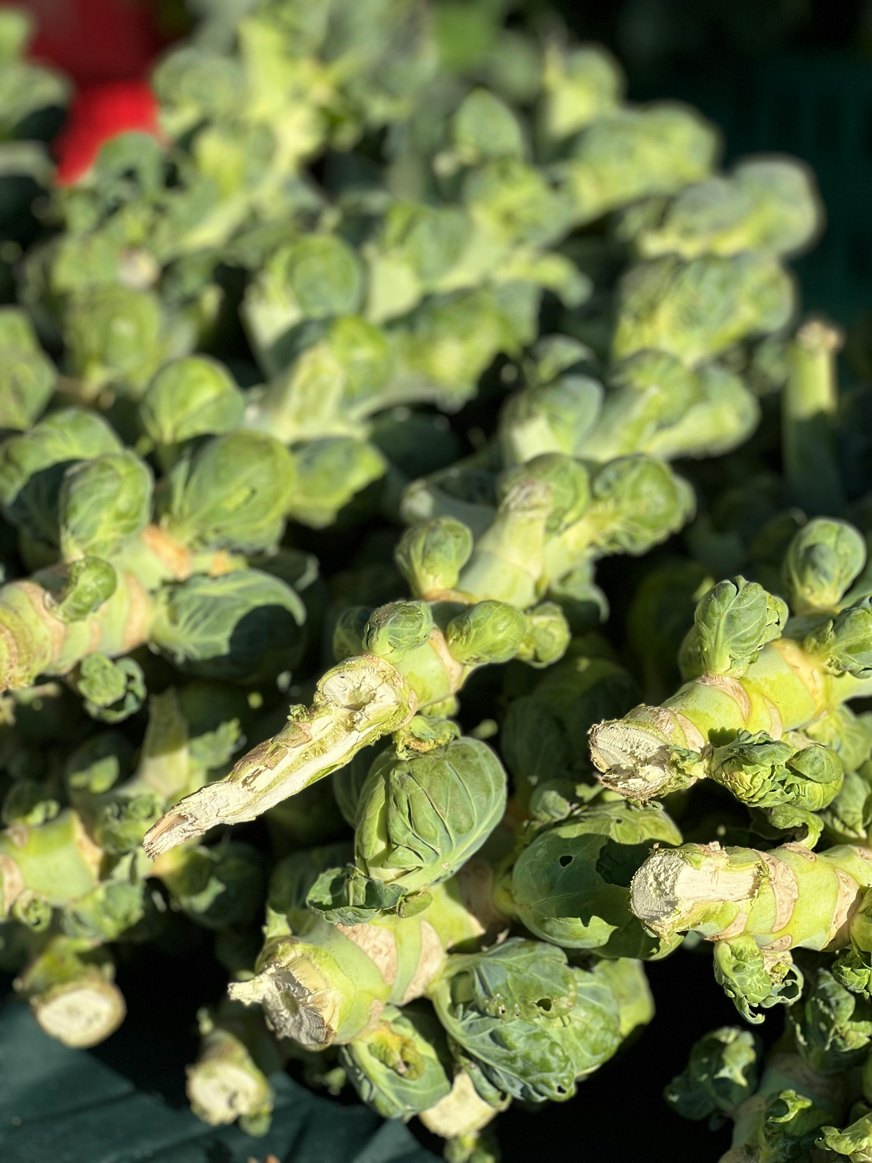Close-up of Fresh Brussels Sprouts on Stalk · Free Stock Photo
