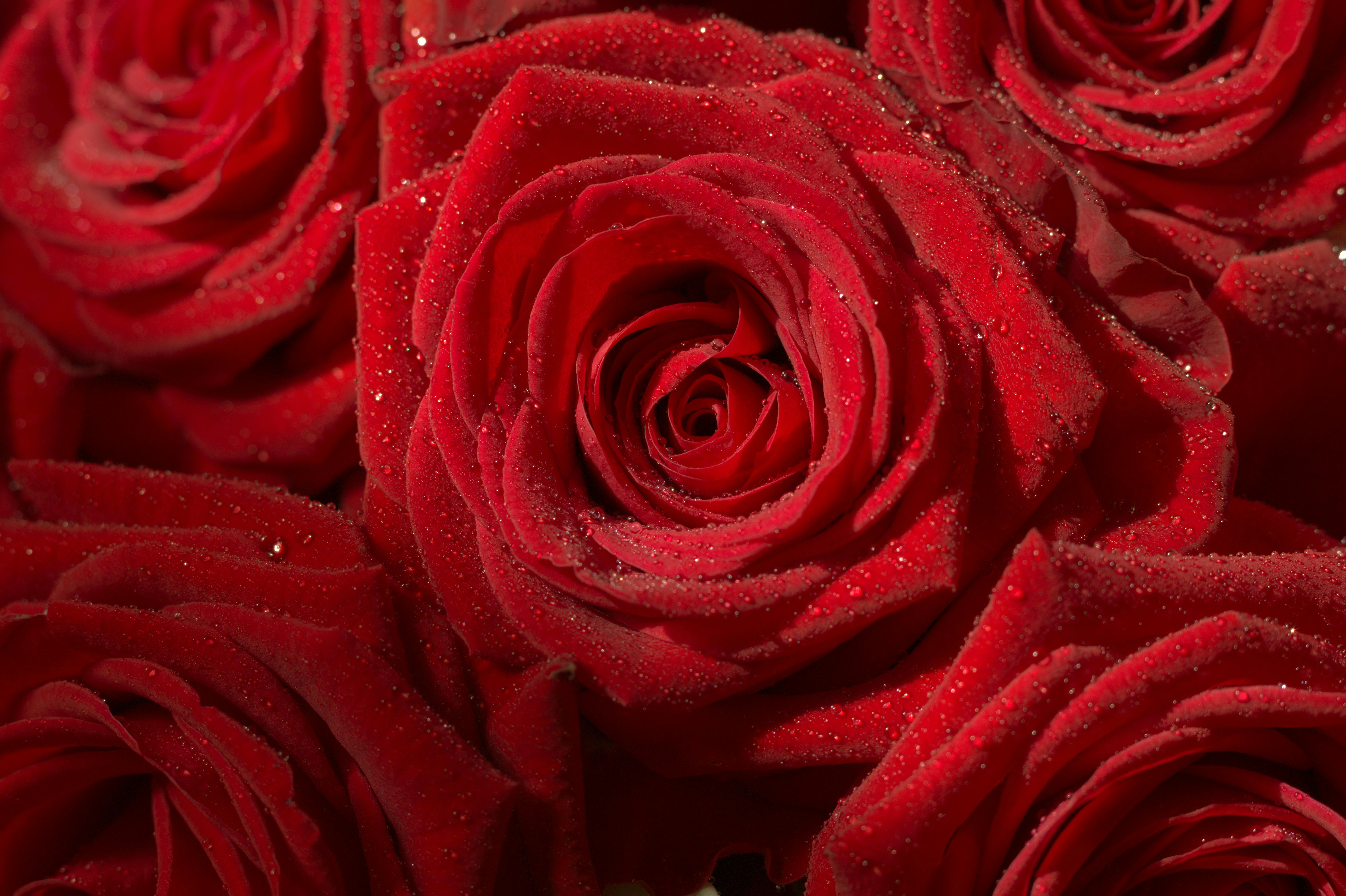 Impresionantes Rosas Rojas Con Rocío En Primer Plano · Foto de stock ...