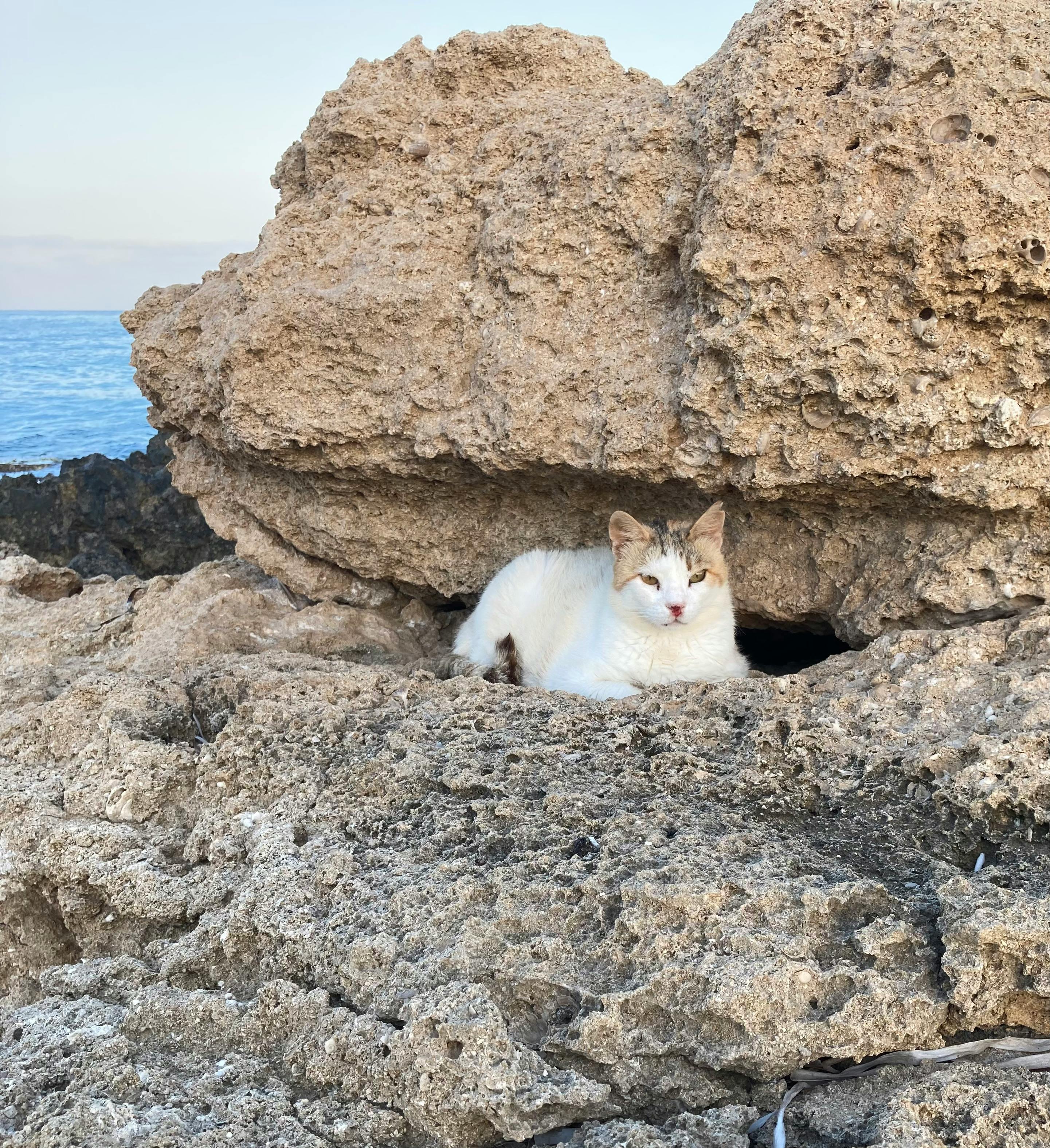 Cat Resting Amidst Rocky Seaside Landscape in Paphos · Free Stock Photo