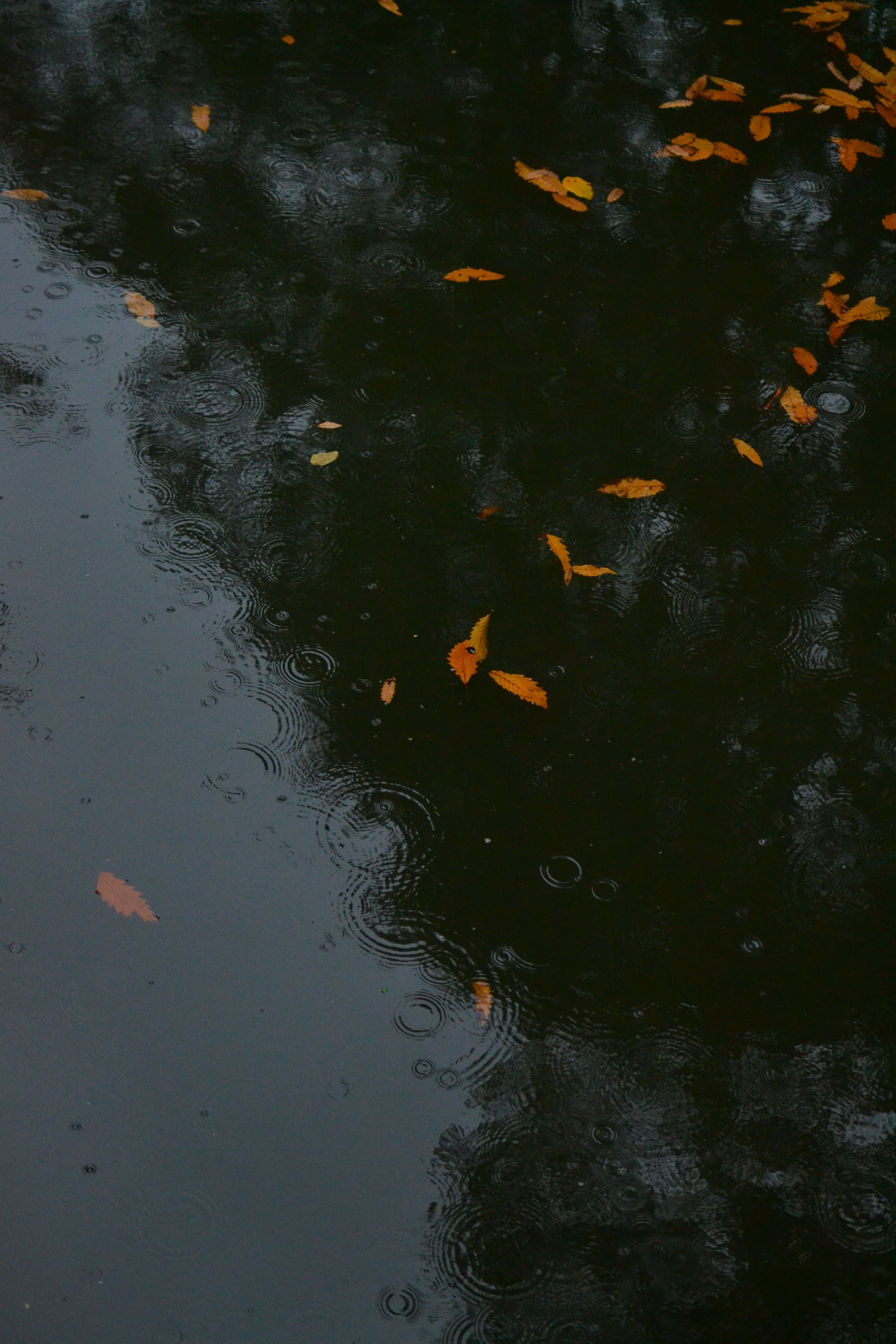 Serene Autumn Reflection with Falling Leaves · Free Stock Photo