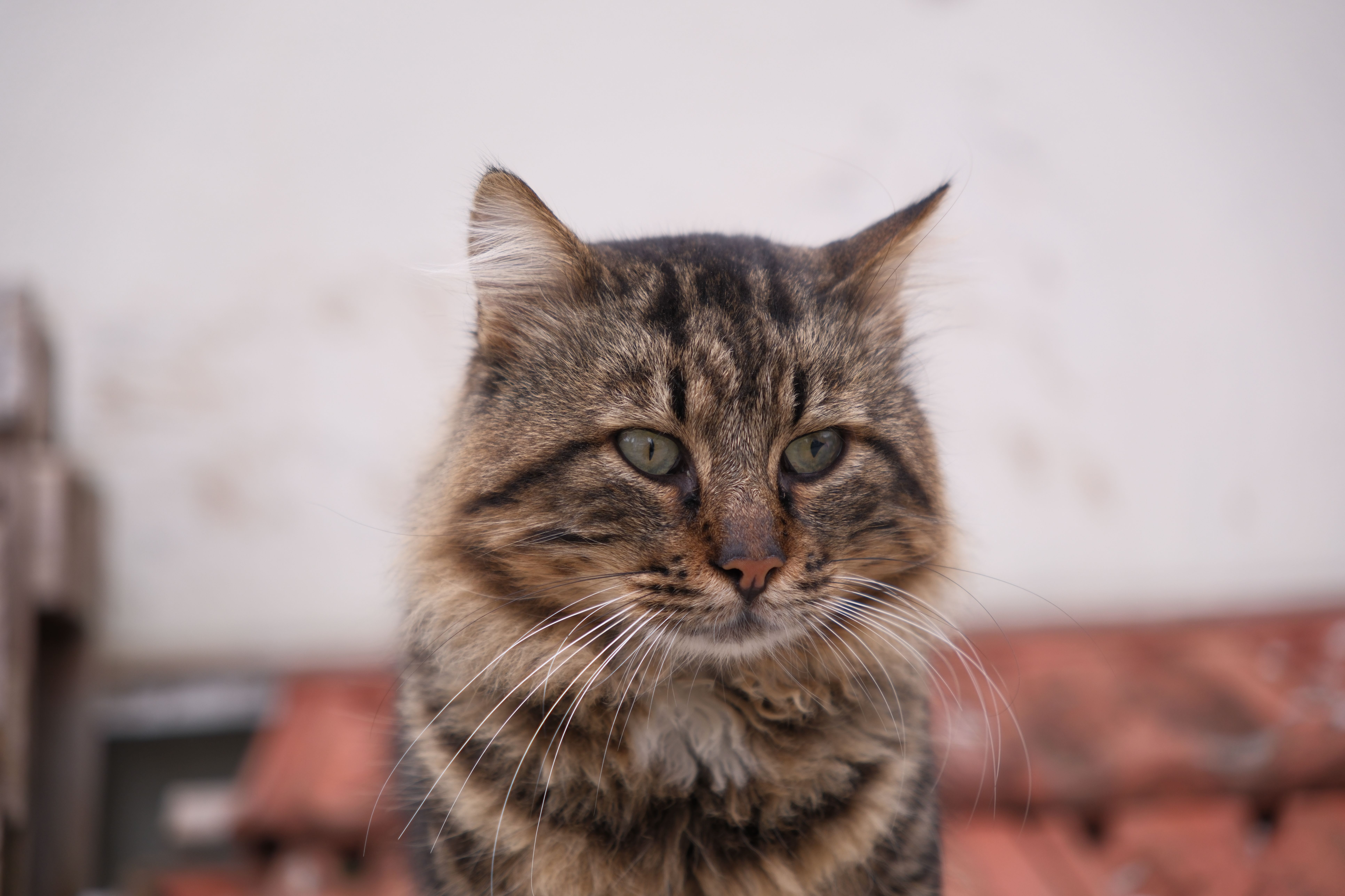 Portrait of a Tabby Cat in İzmir, Türkiye · Free Stock Photo