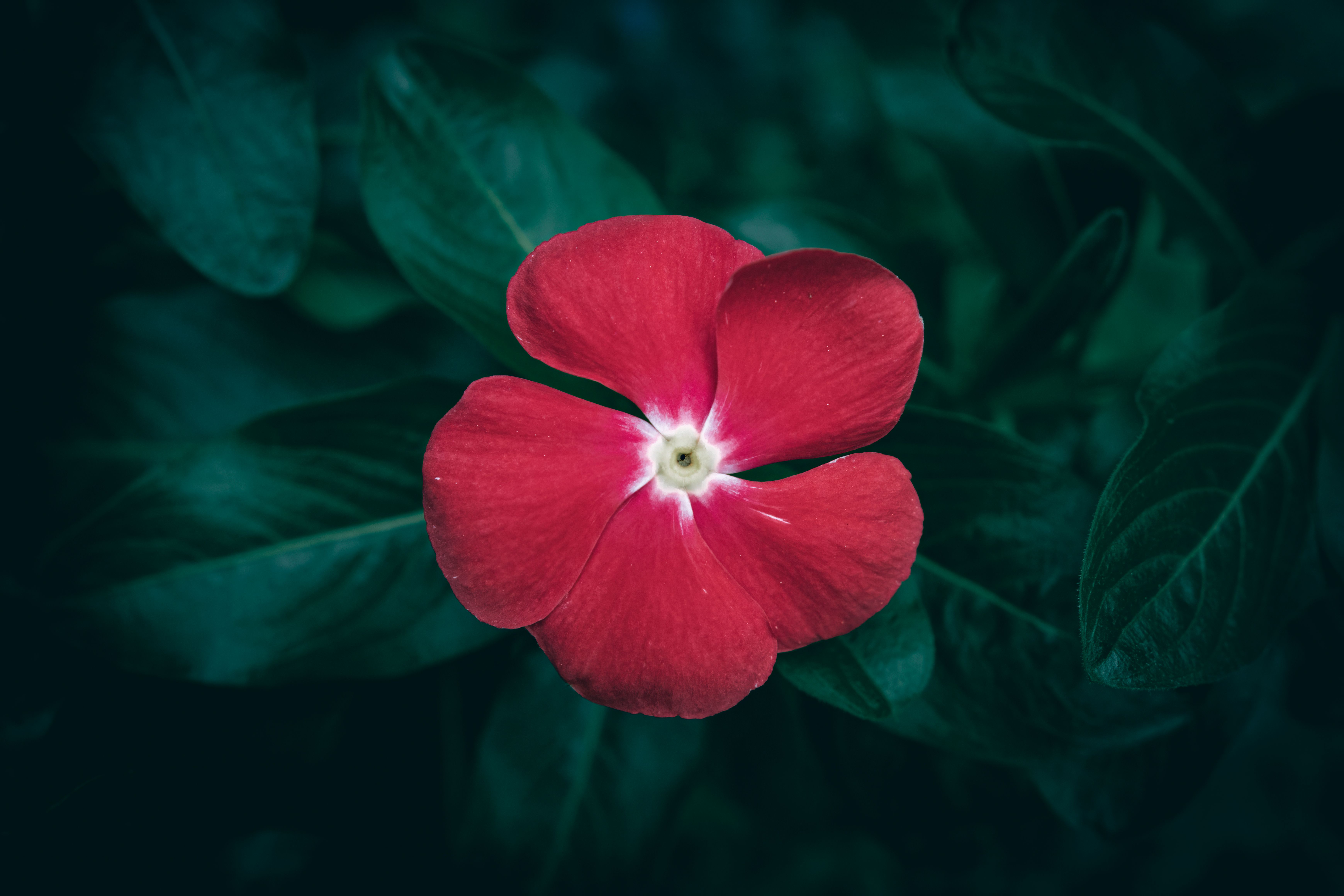Vibrant Red Flower in Natural Greenery · Free Stock Photo